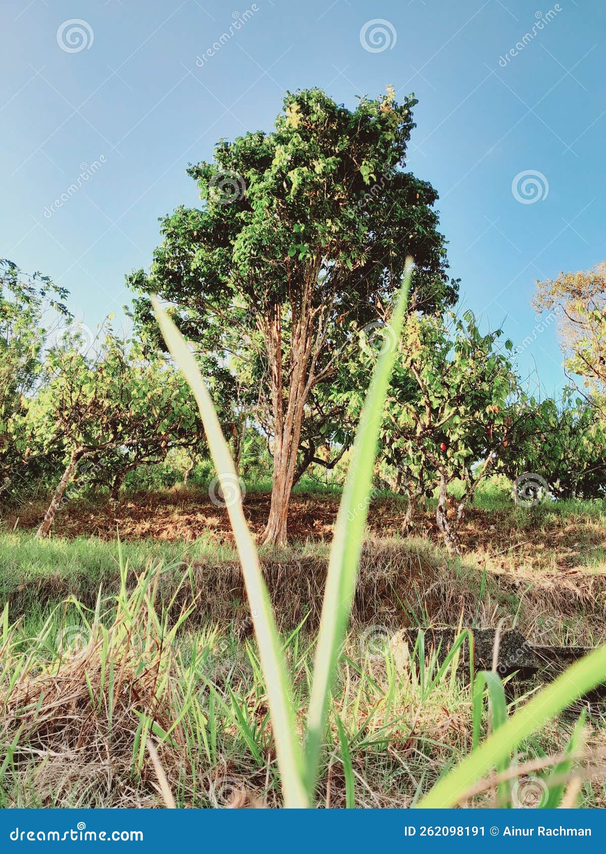 Forest Life World Alone Wild Nature Stock Image - Image of forest, wild ...