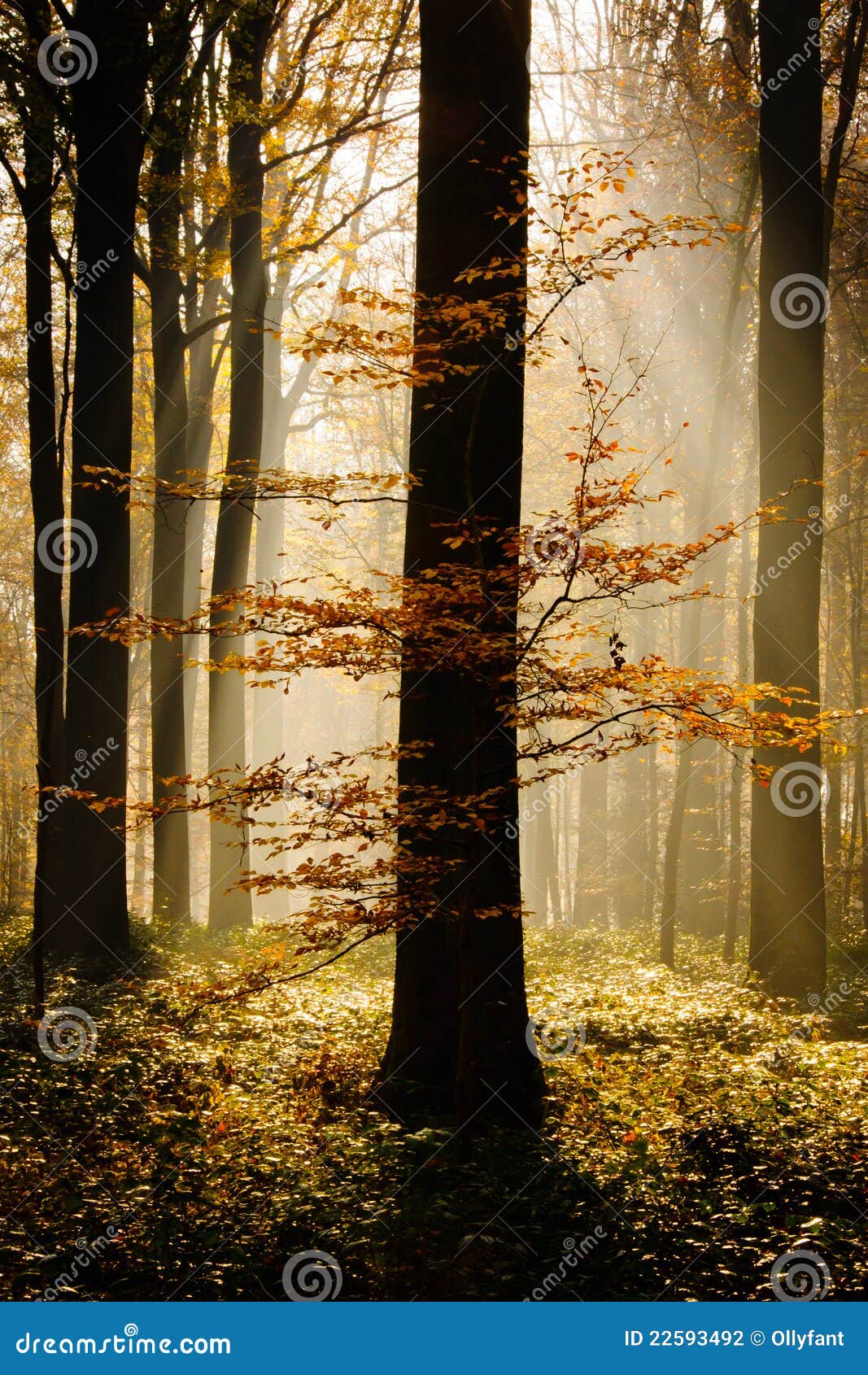 Forest light stock photo. Image of environment, flanders - 22593492