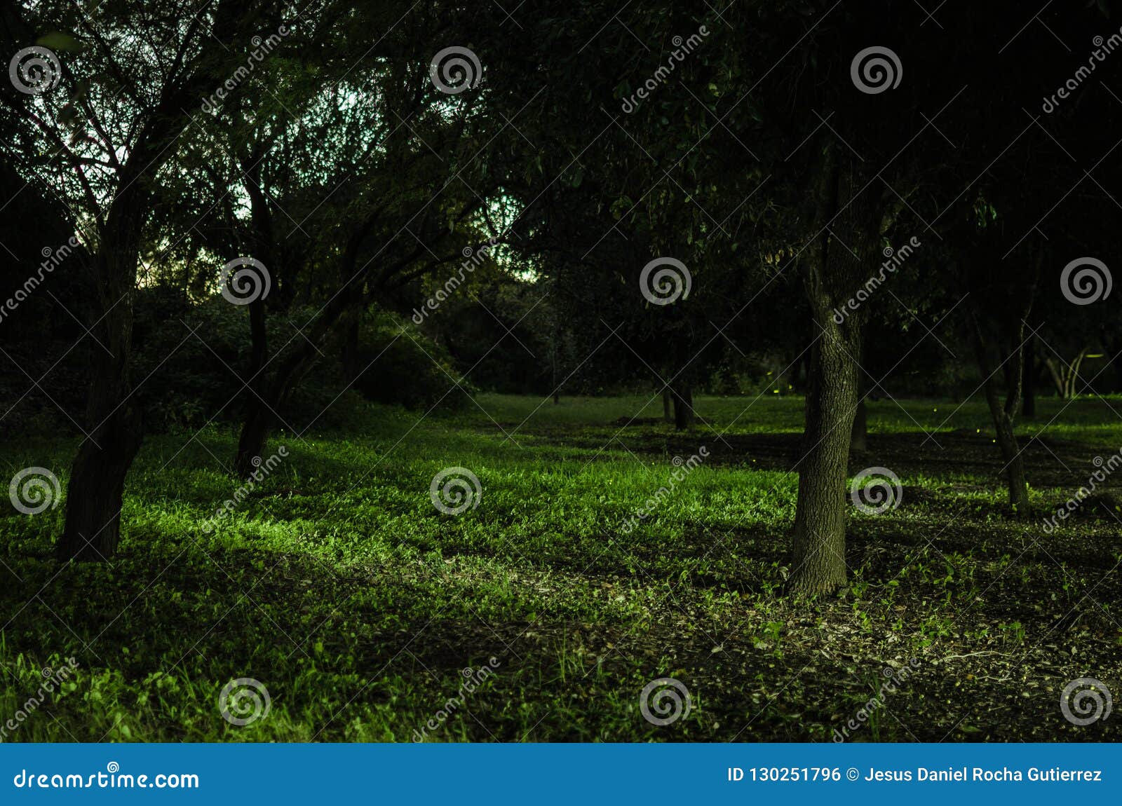 Forest in the Light of the Night, Group of Trees Inside the Shadows in ...