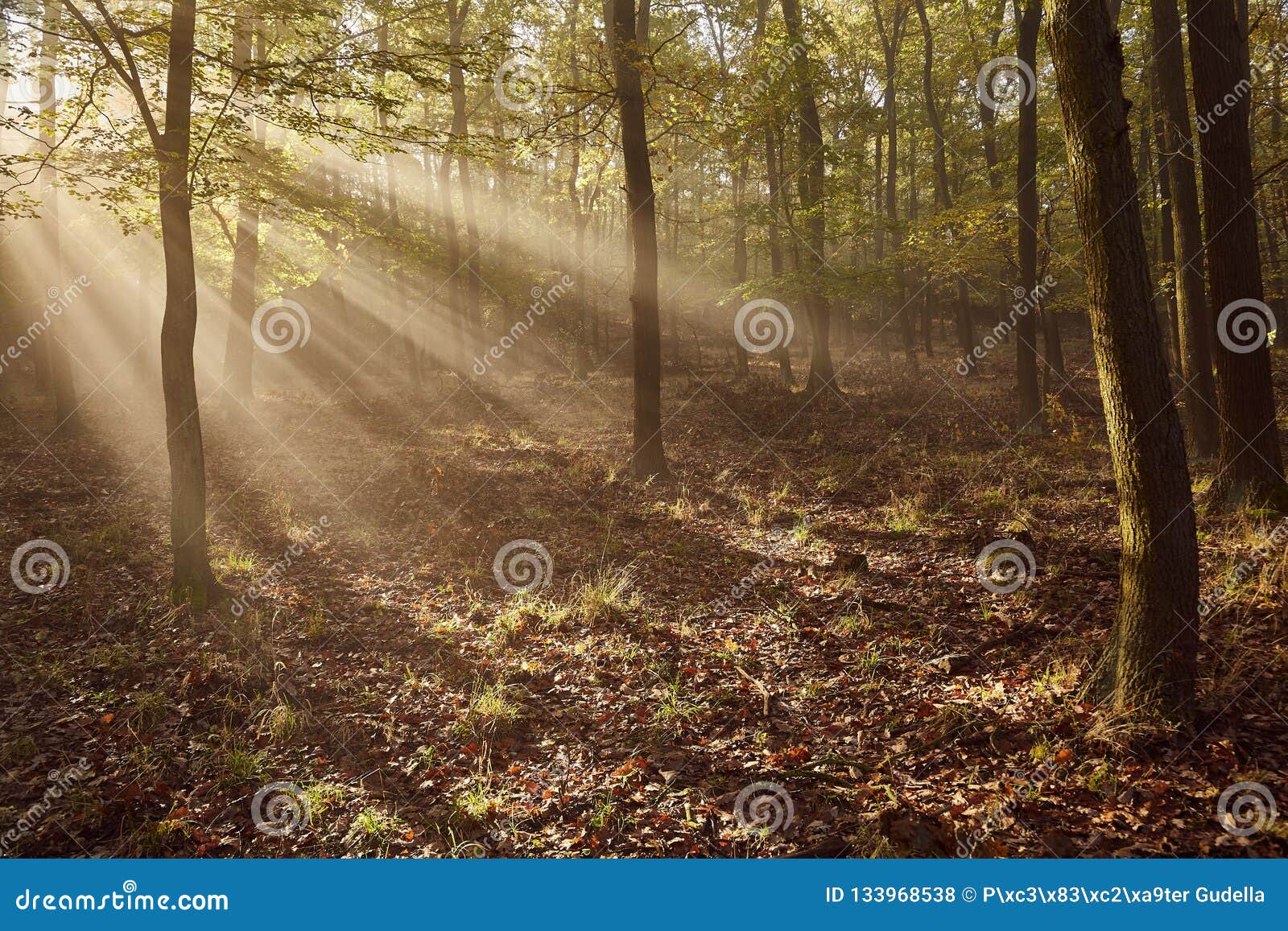 Forest with light rays stock photo. Image of natural - 133968538