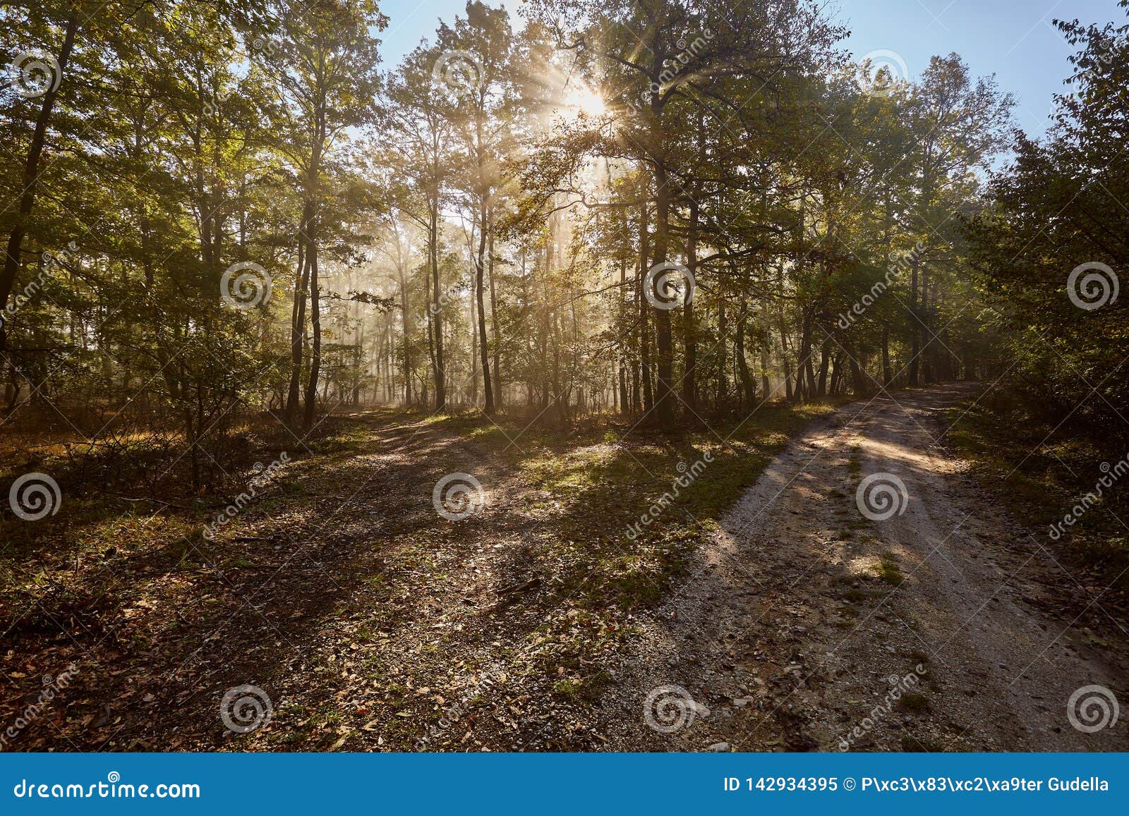 Forest with light rays stock image. Image of beam, conservation - 142934395
