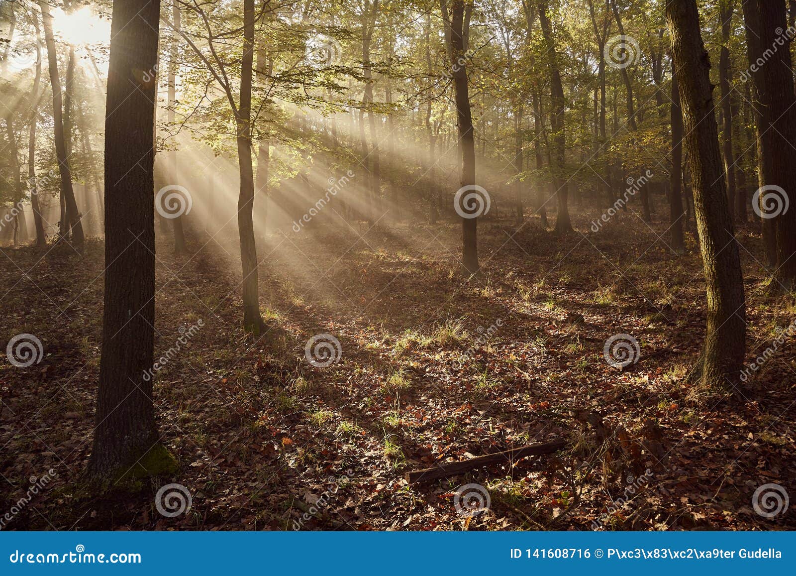 Forest with light rays stock photo. Image of foliage - 141608716