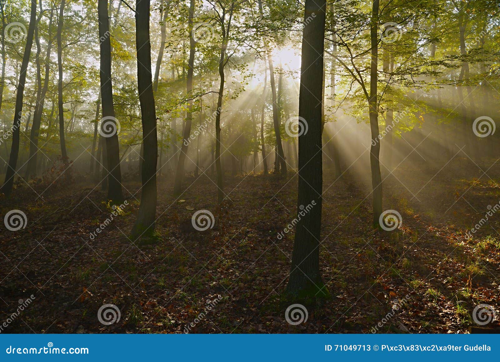 Forest with light rays stock image. Image of lines, light - 71049713