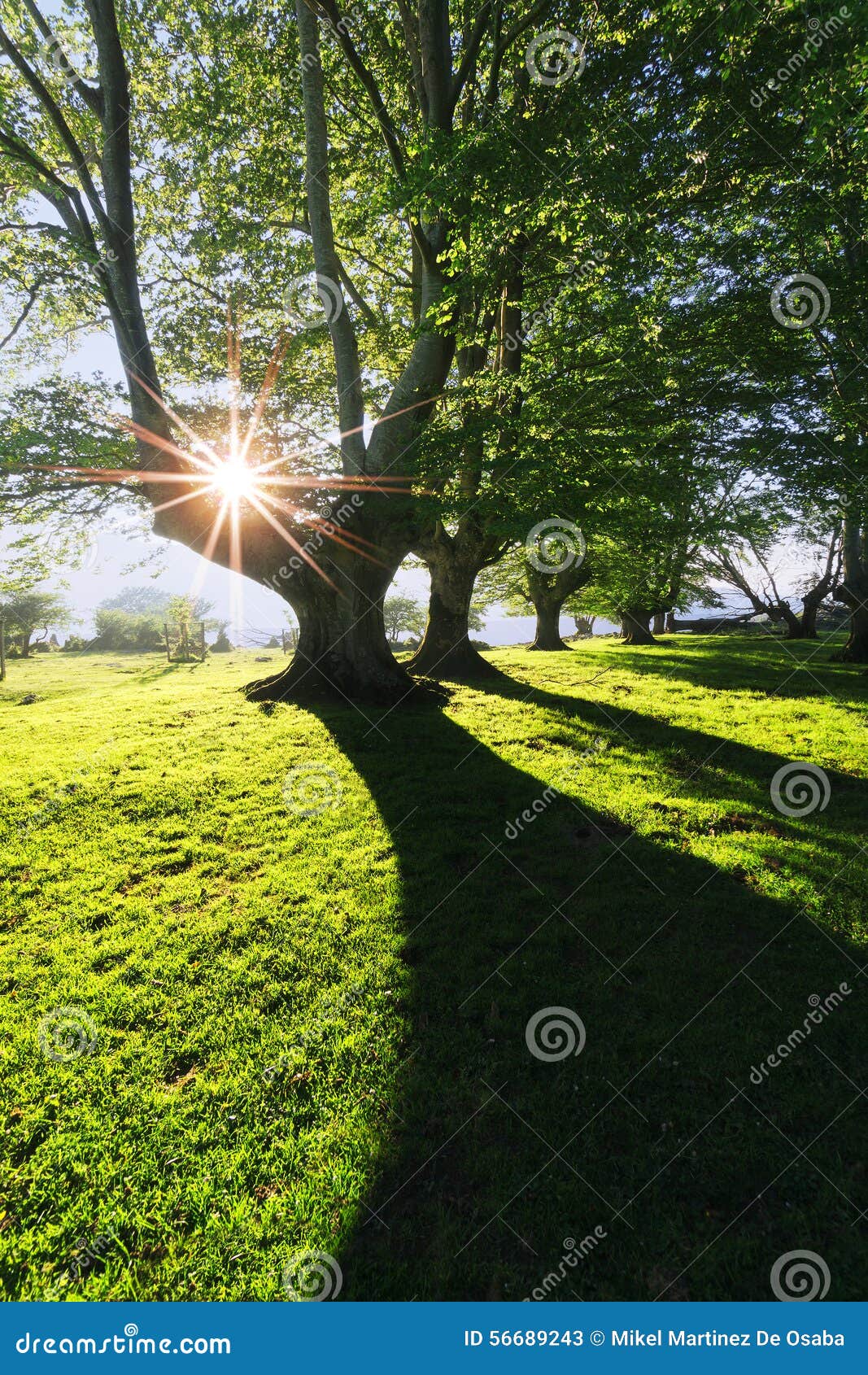 Forest with Light and Shadows Stock Image - Image of shadows, summer ...