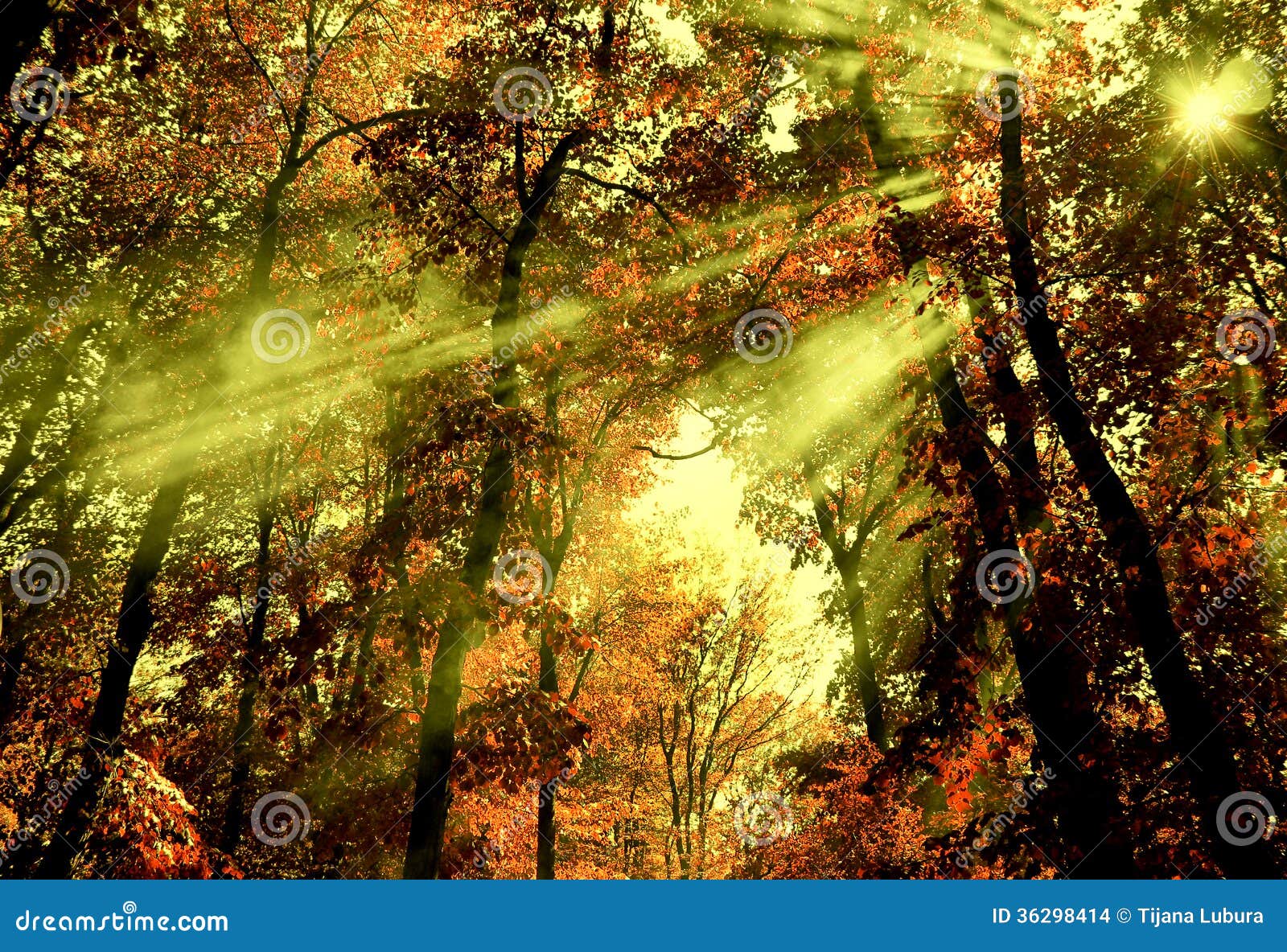 Forest Light stock photo. Image of miracle, mysterious - 36298414