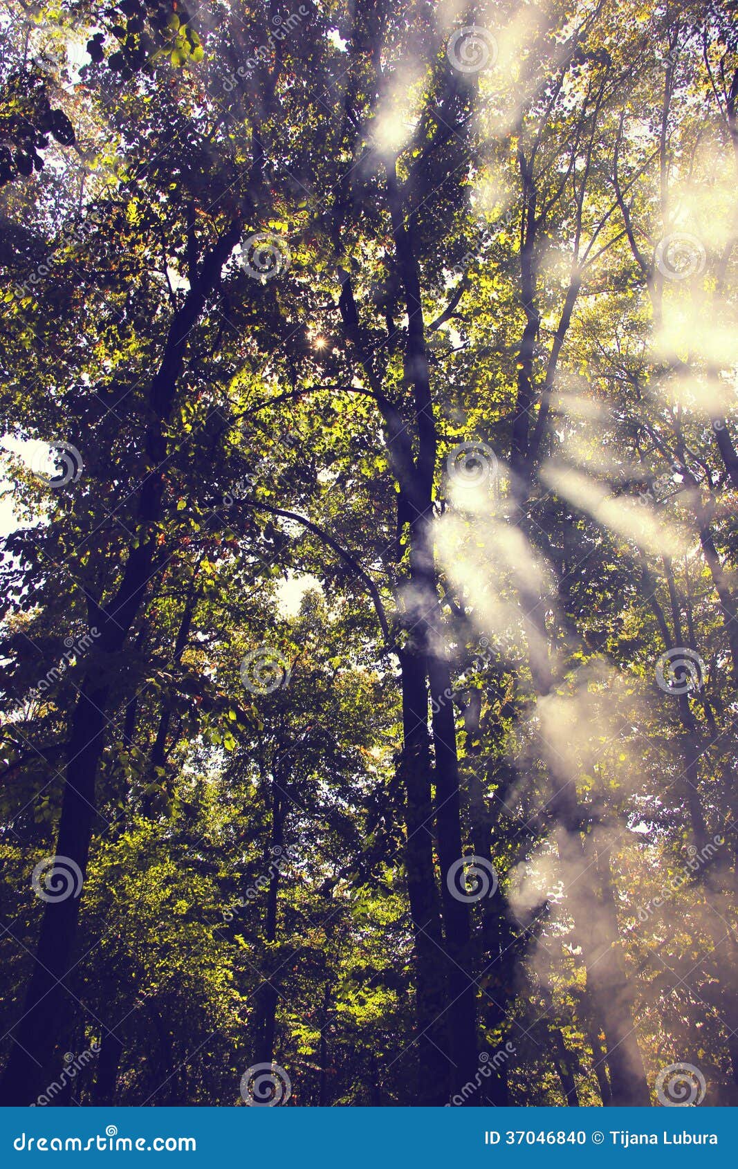 Forest Light stock photo. Image of tree, plant, country - 37046840