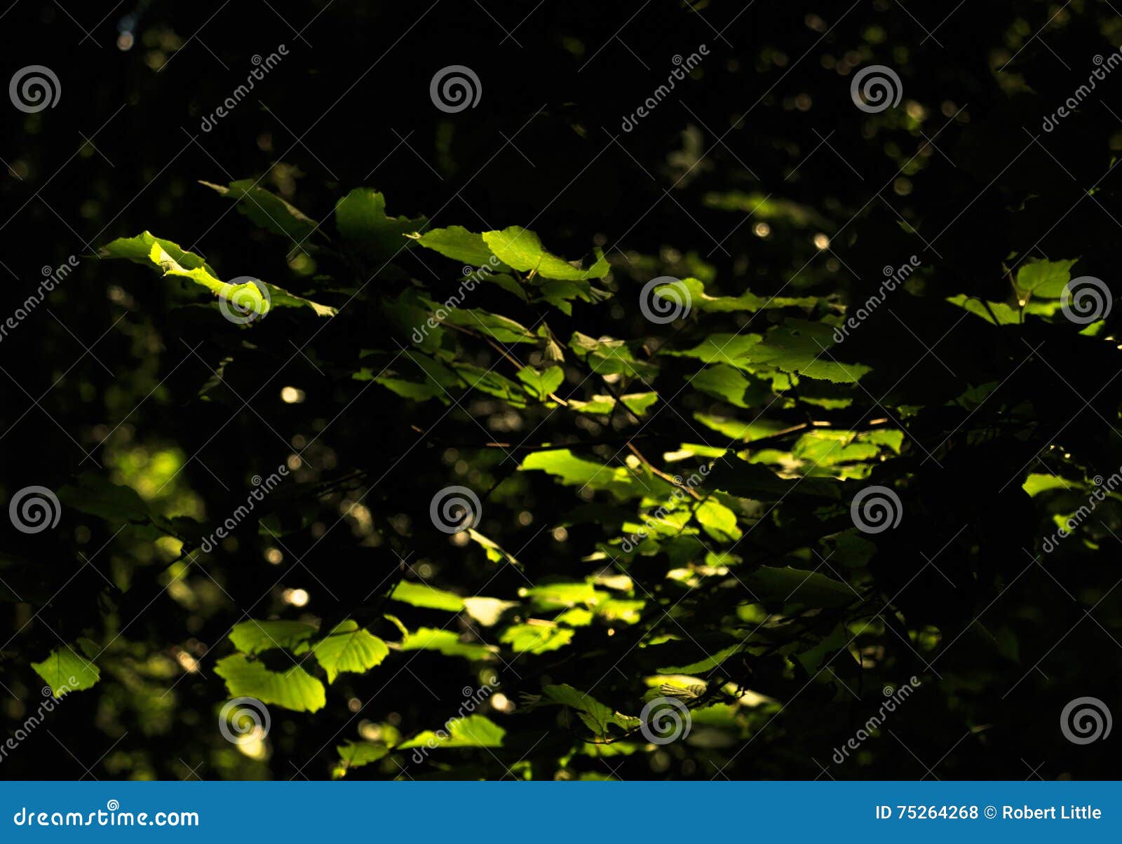 Forest Light stock photo. Image of light, 500px, canon - 75264268