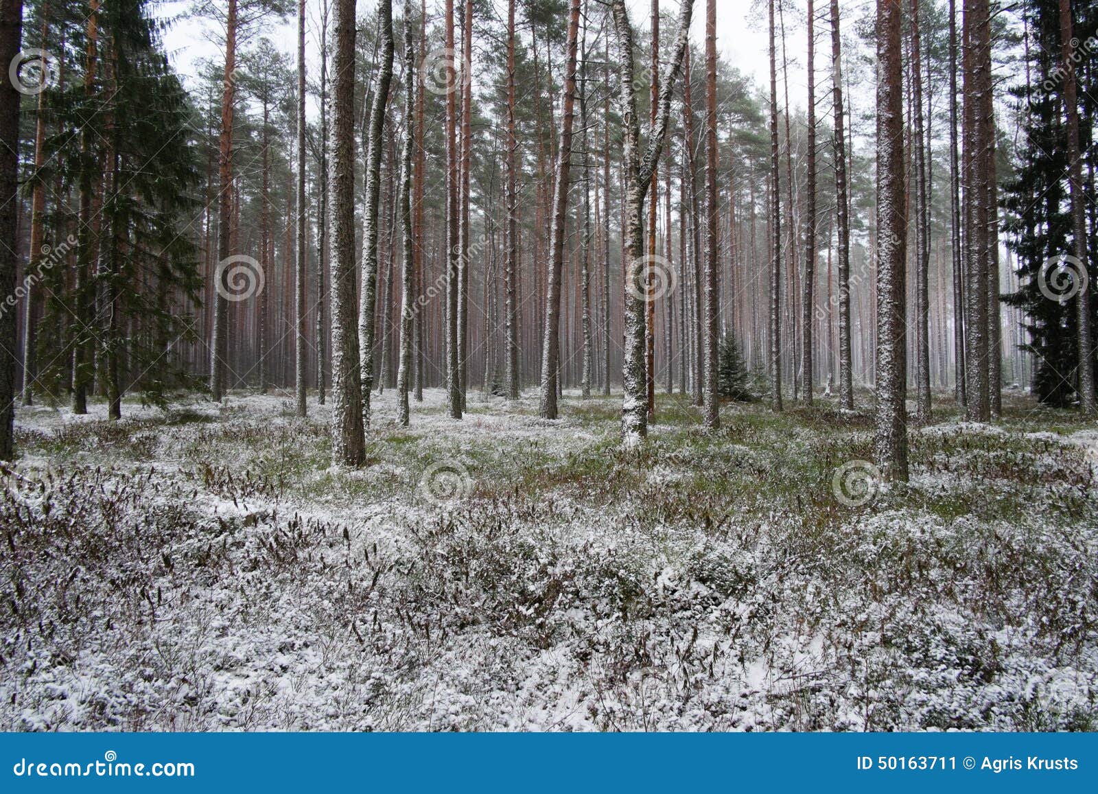 Forest after Light Snowfall Stock Image - Image of wood, pine: 50163711