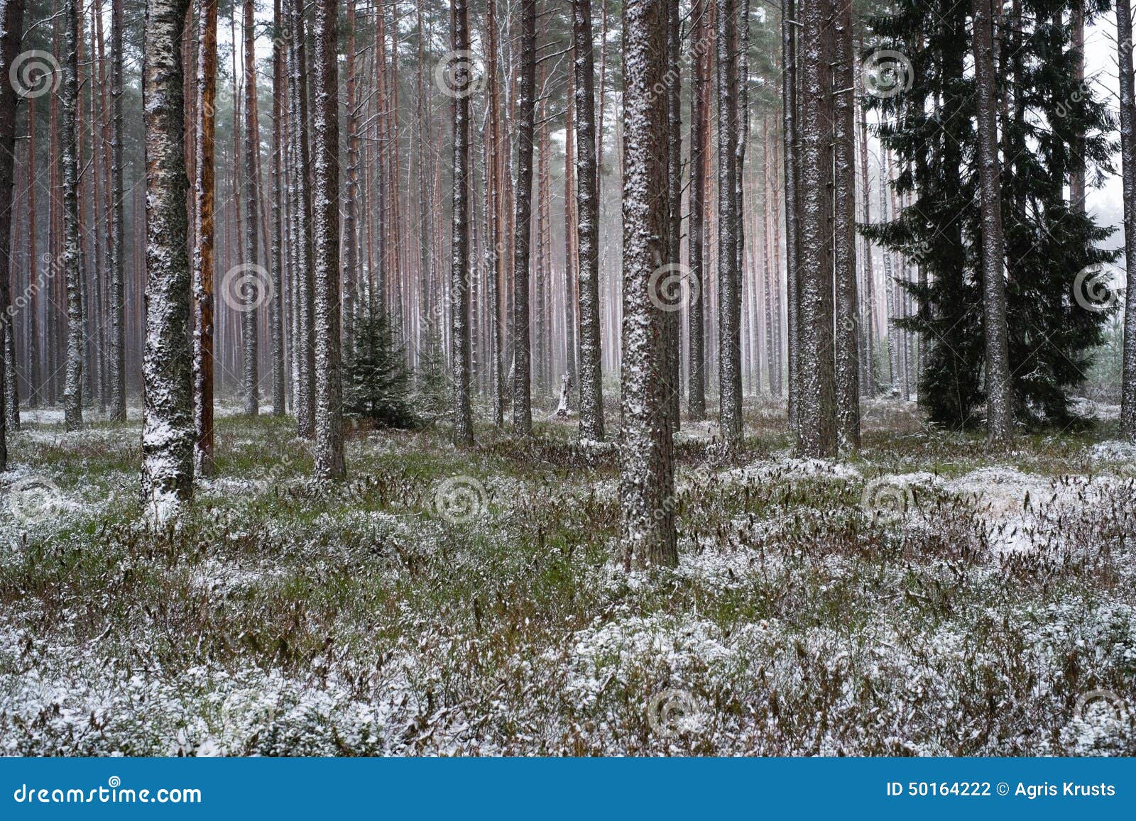 Forest after Light Snowfall Stock Photo - Image of light, snowfall ...