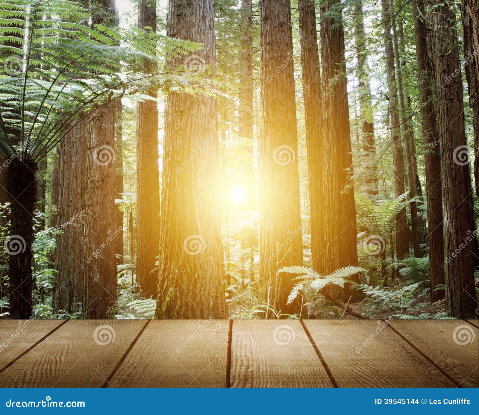 Forest light stock photo. Image of morning, magic, large - 39545144