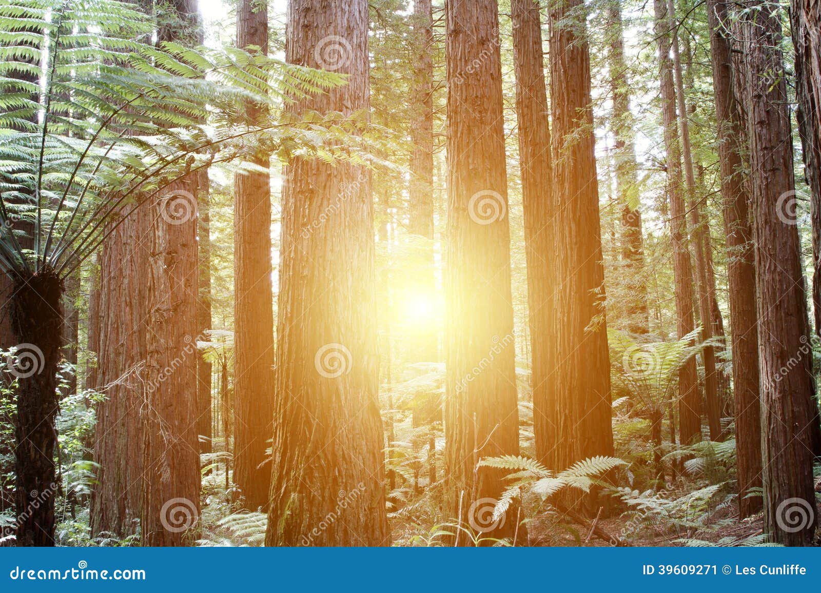 Forest light stock image. Image of large, tree, sunrise - 39609271