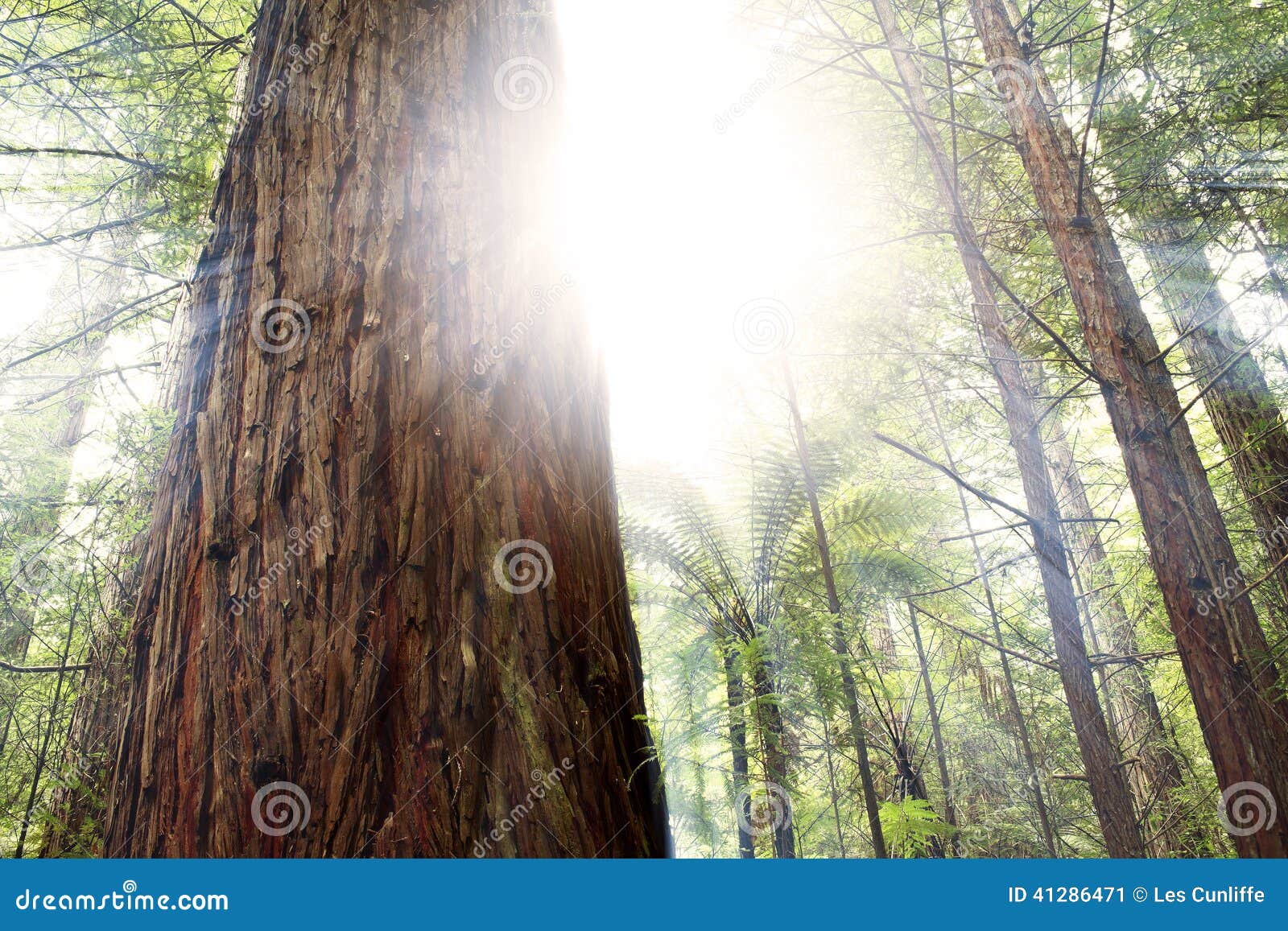 Forest light stock image. Image of trunk, redwood, woods - 41286471