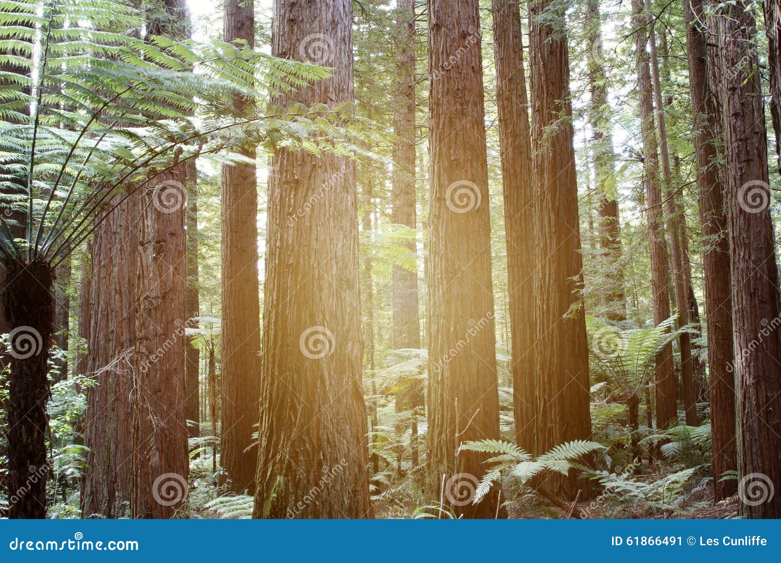Forest light stock image. Image of daytime, wilds, outside - 61866491