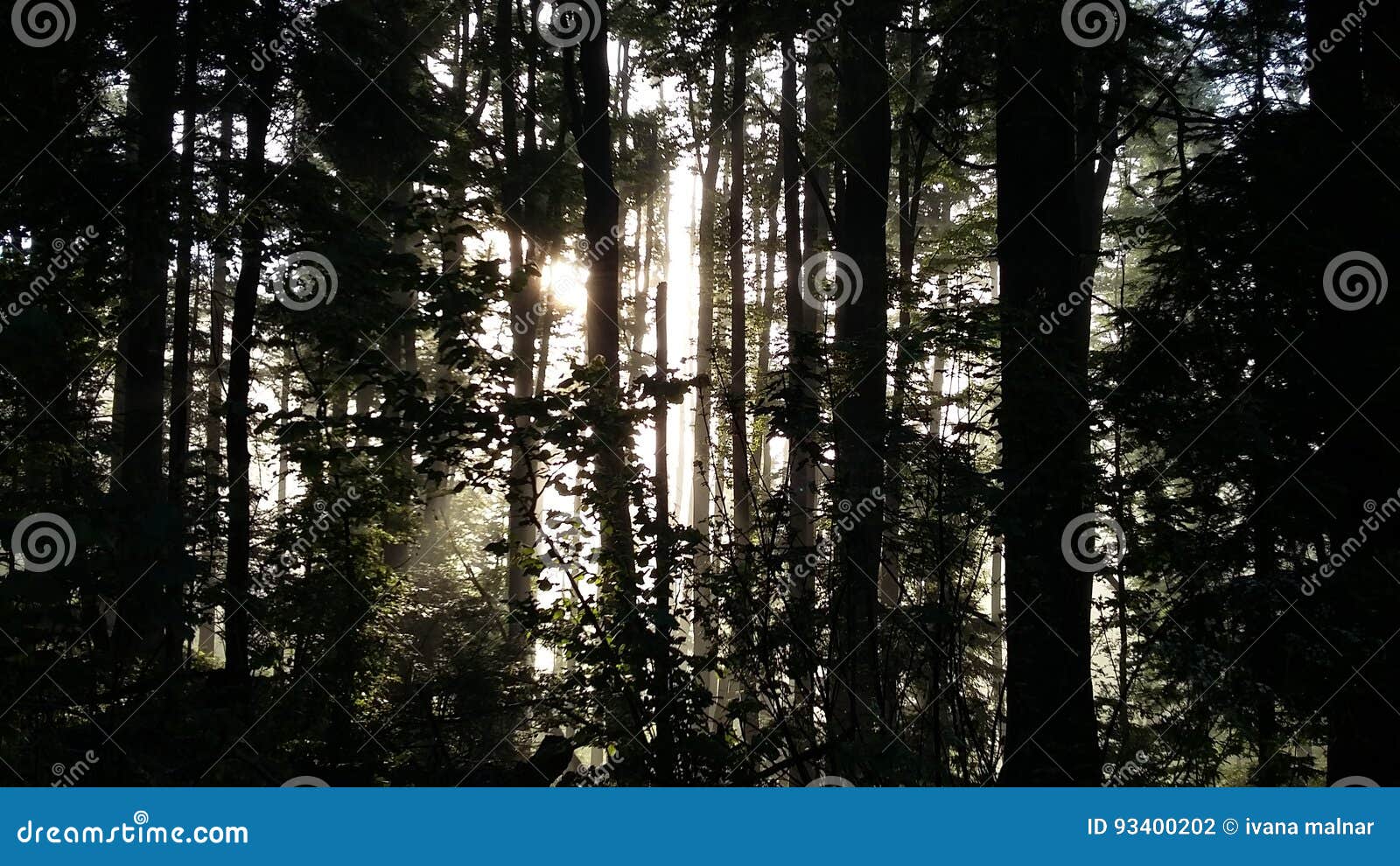 Forest light trees stock photo. Image of nature, light - 93400202