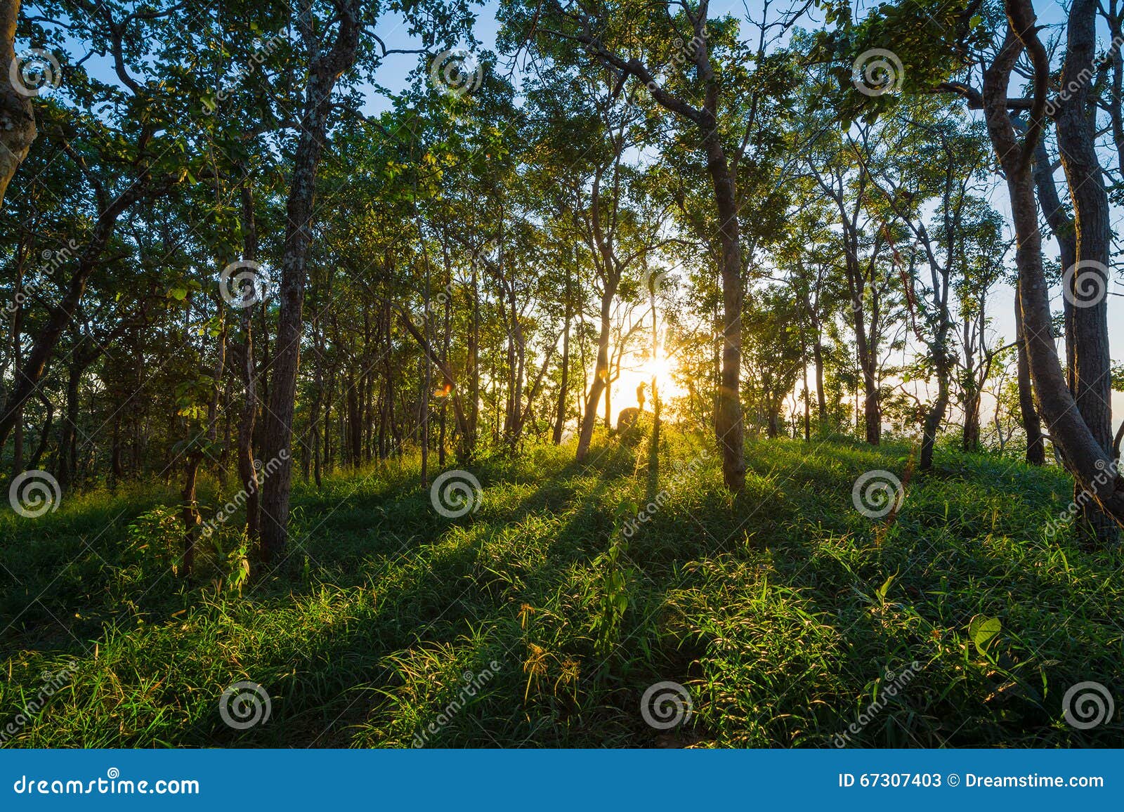 Forest Light Wallpaper stockbild. Bild von reise, eingebürgert - 67307403