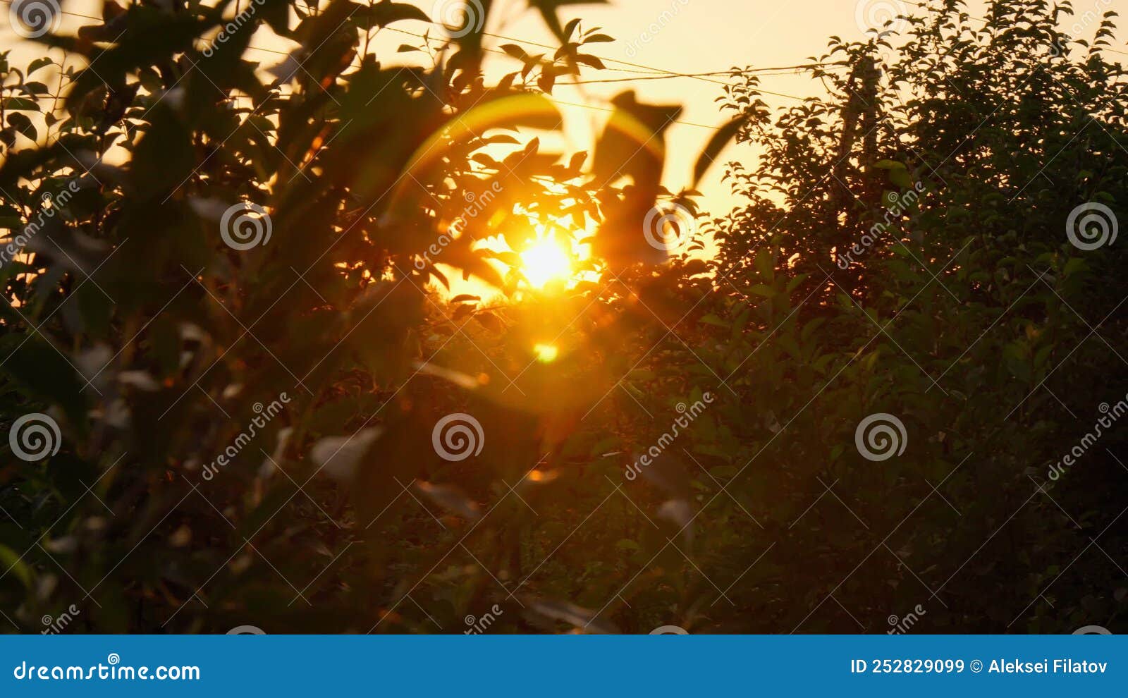 Forest Lighted by the Setting Sun. Woods Highlighted by the Evening Sun ...