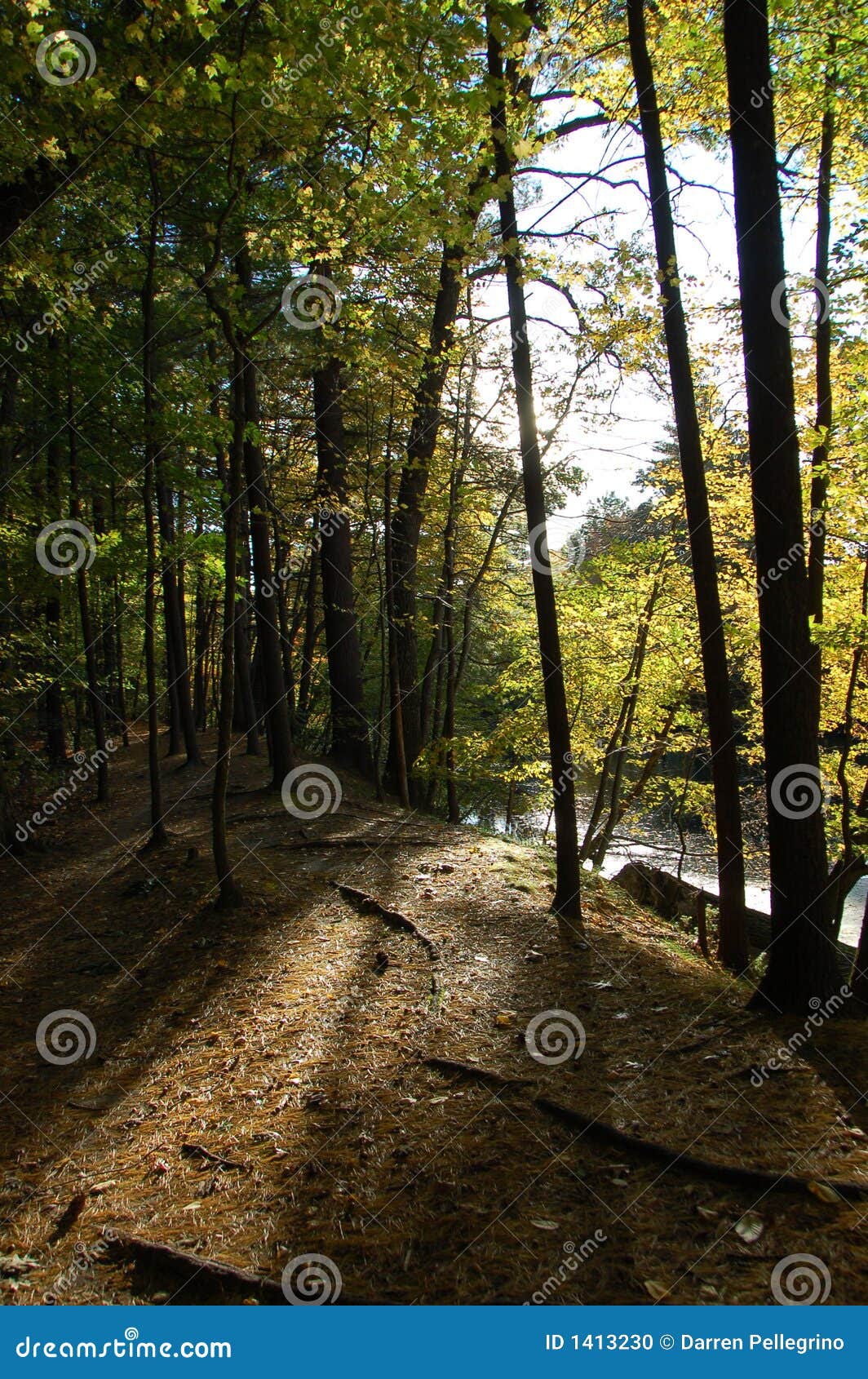 Forest Lighting stock photo. Image of forest, foliage - 1413230