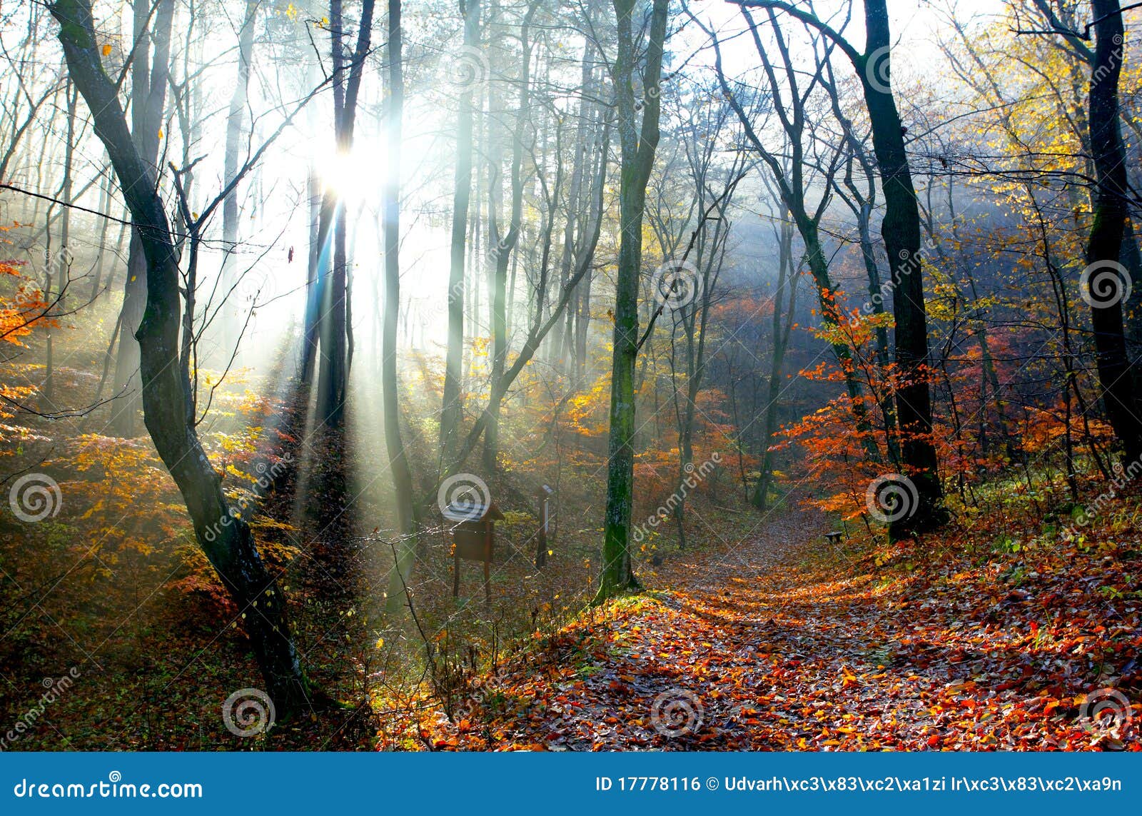 Forest with lights stock photo. Image of morning, autumn - 17778116