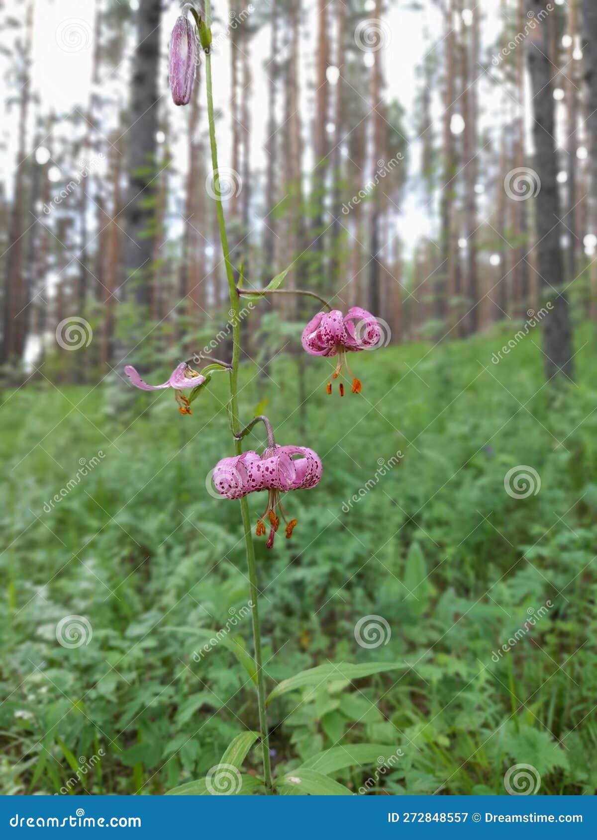 Pink Forest Lily on a Background of Greenery in the Forest Stock Image ...