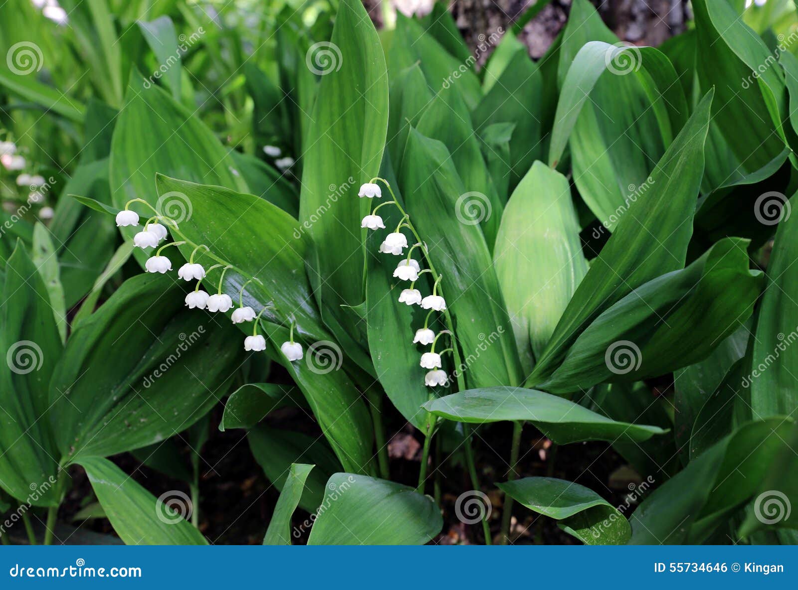 Forest Lily of the Valley Flowers Stock Photo - Image of aroma, nature ...