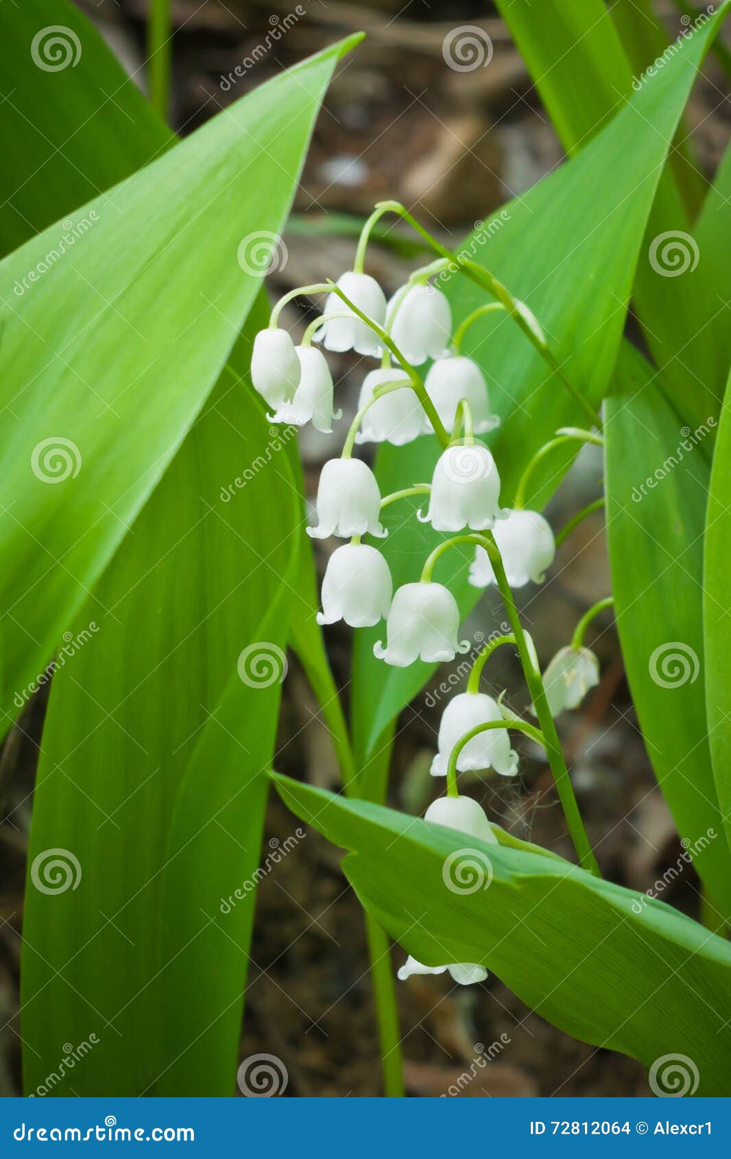 Forest lily of the valley. stock photo. Image of green - 72812064