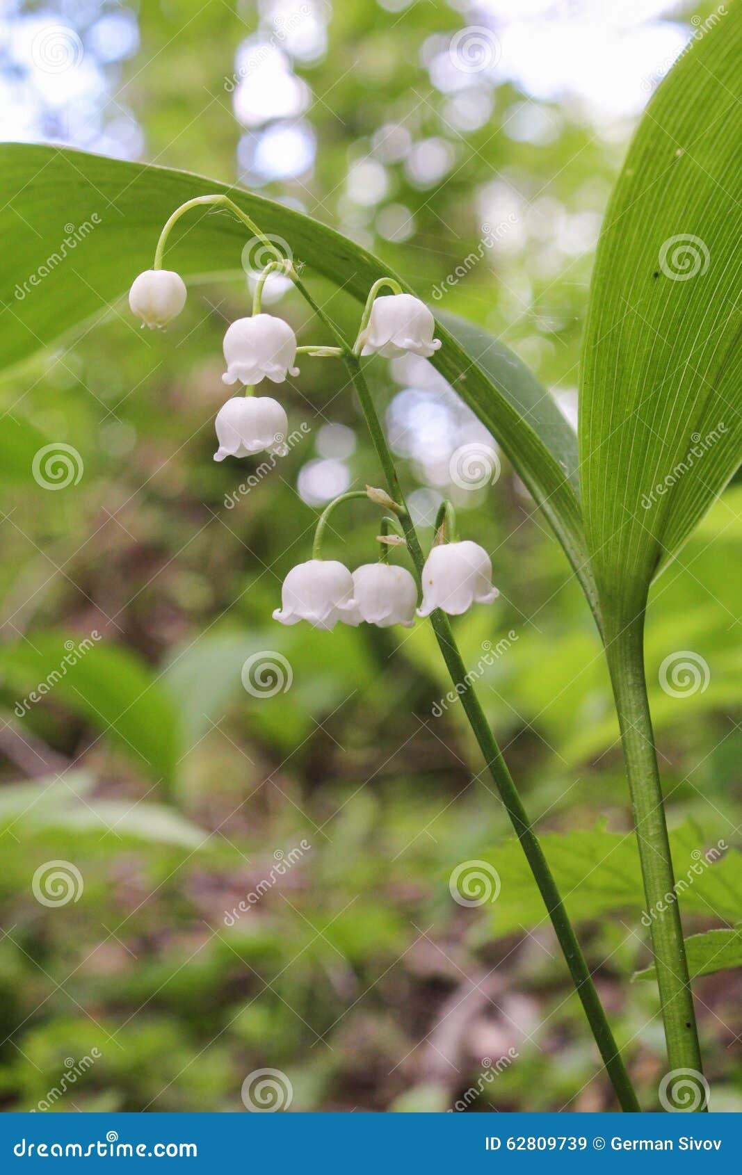 Forest lily white stock image. Image of green, outdoors - 62809739