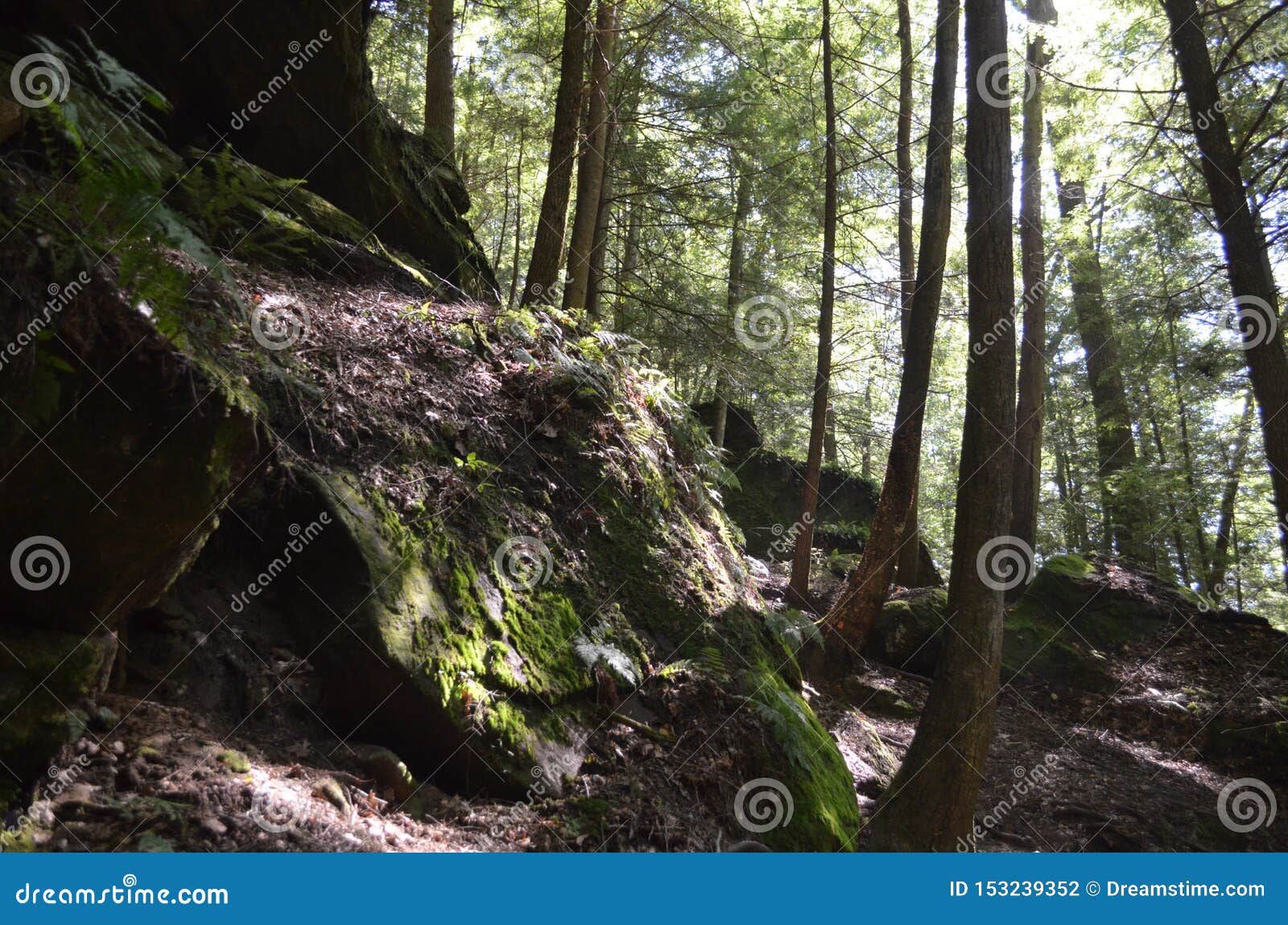 Forest Lining and Nature Sighting Stock Photo - Image of lining, takes ...
