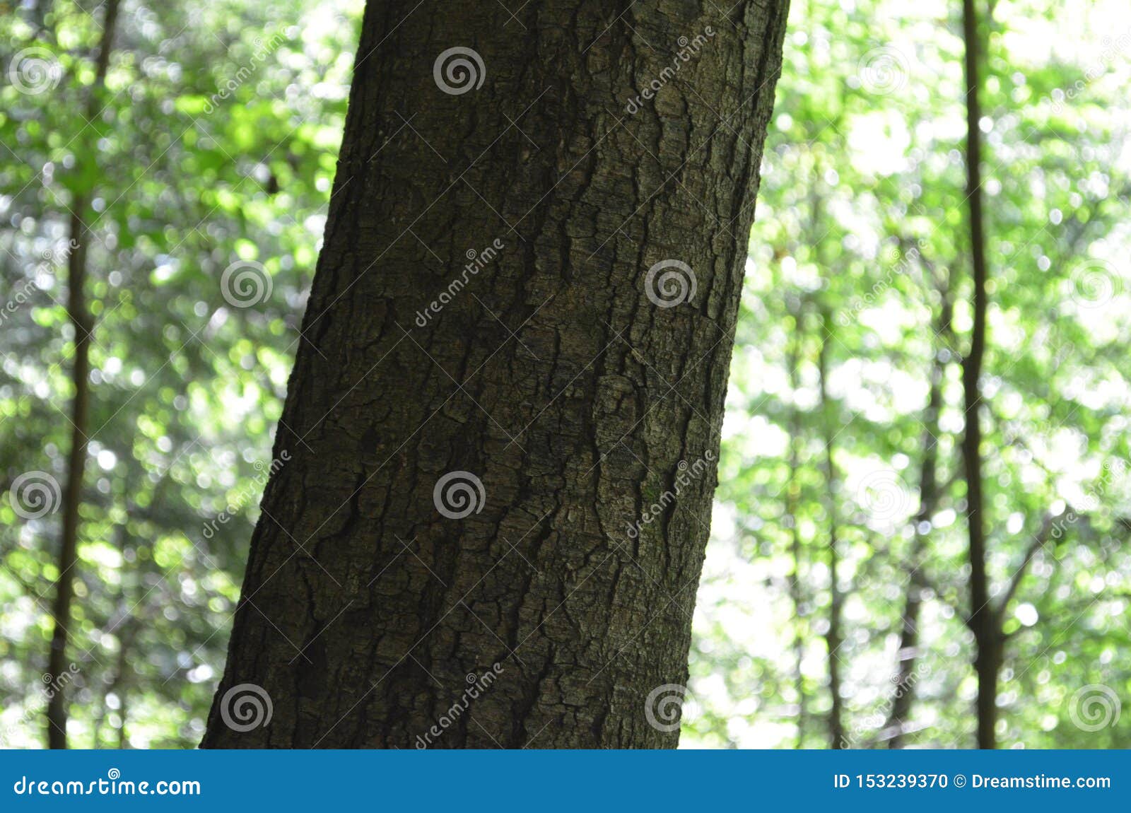 Forest Lining and Nature Sighting Stock Photo - Image of lining ...