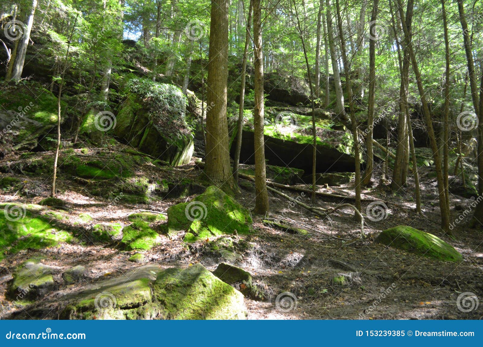 Forest Lining and Nature Sighting Stock Image - Image of nature, beast ...