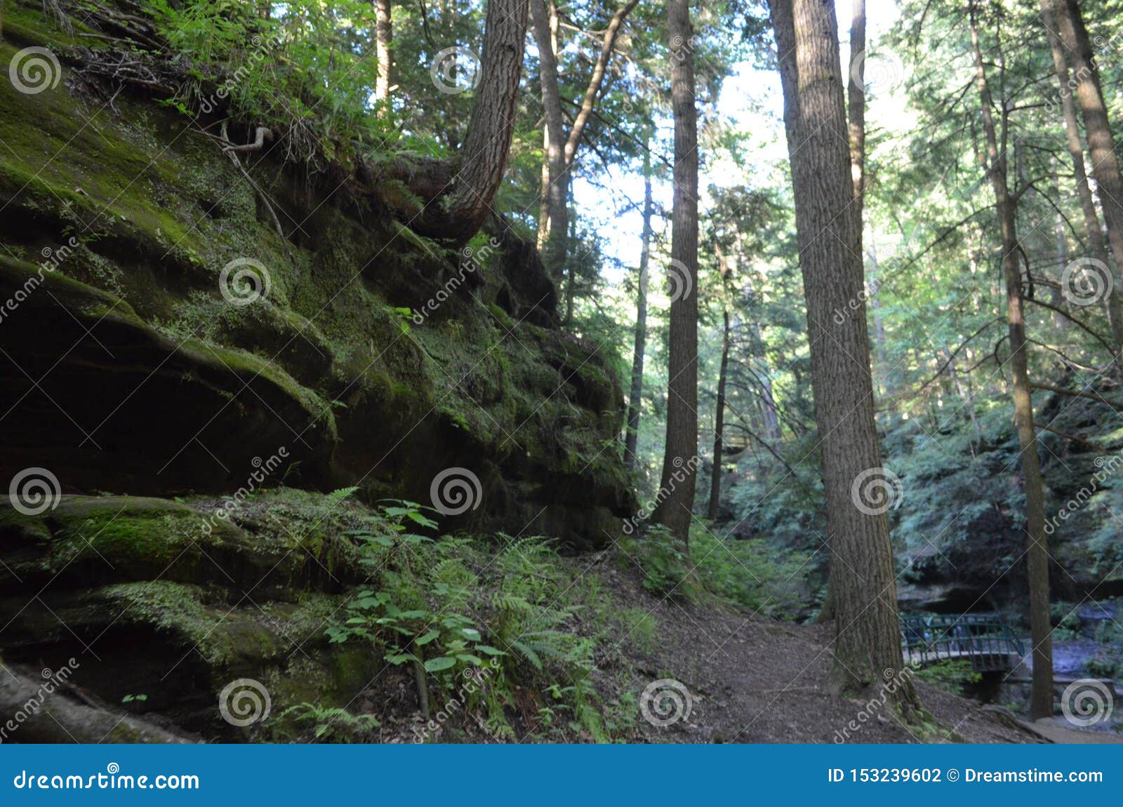 Forest Lining and Nature Sighting Stock Photo - Image of soaring ...