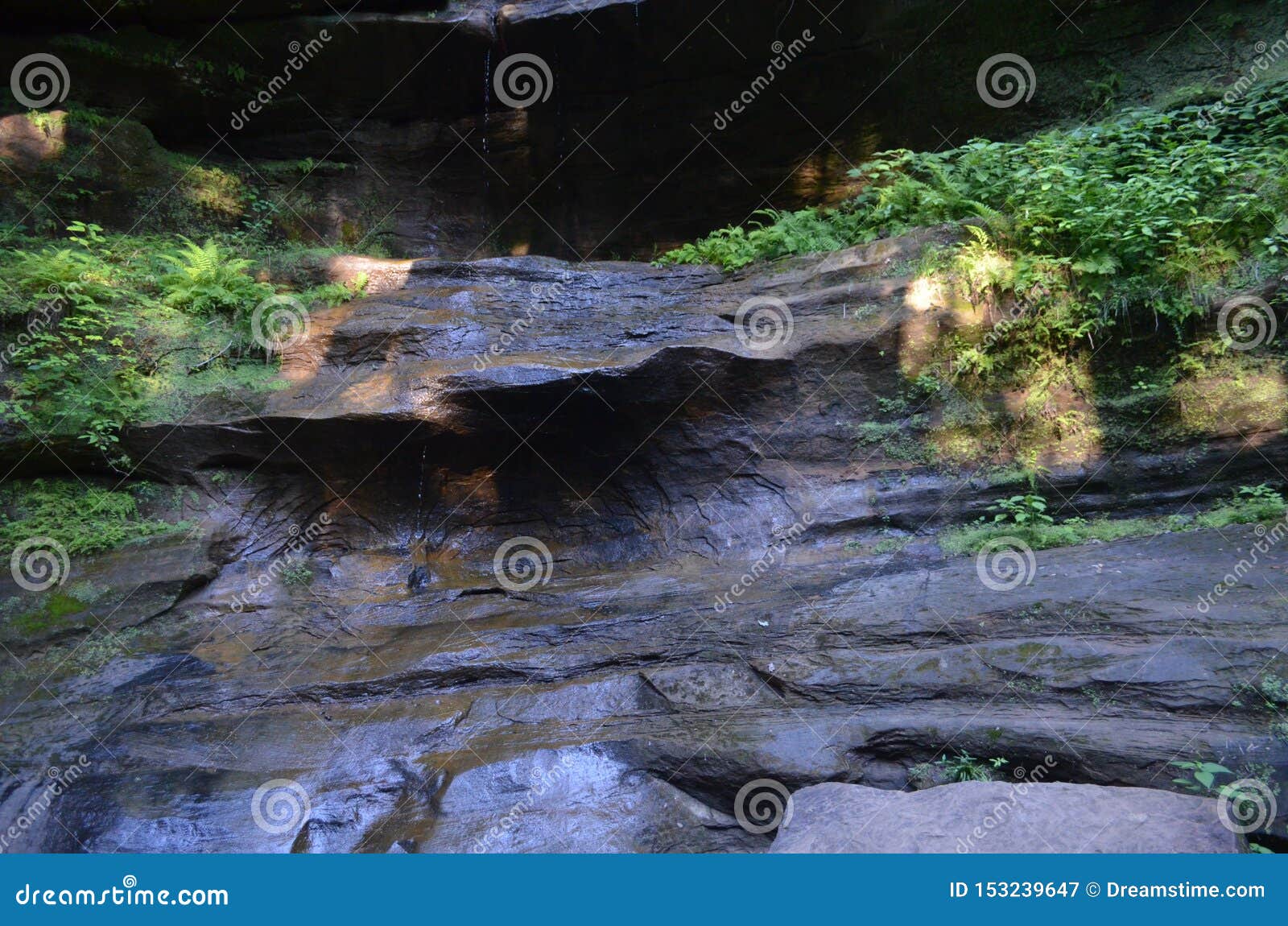 Forest Lining and Nature Sighting Stock Image - Image of takes, green ...