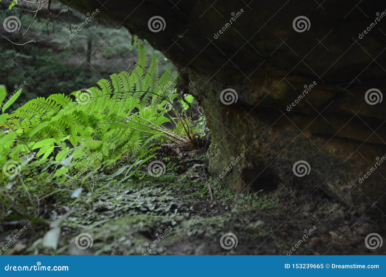 Forest Lining and Nature Sighting Stock Image - Image of children ...