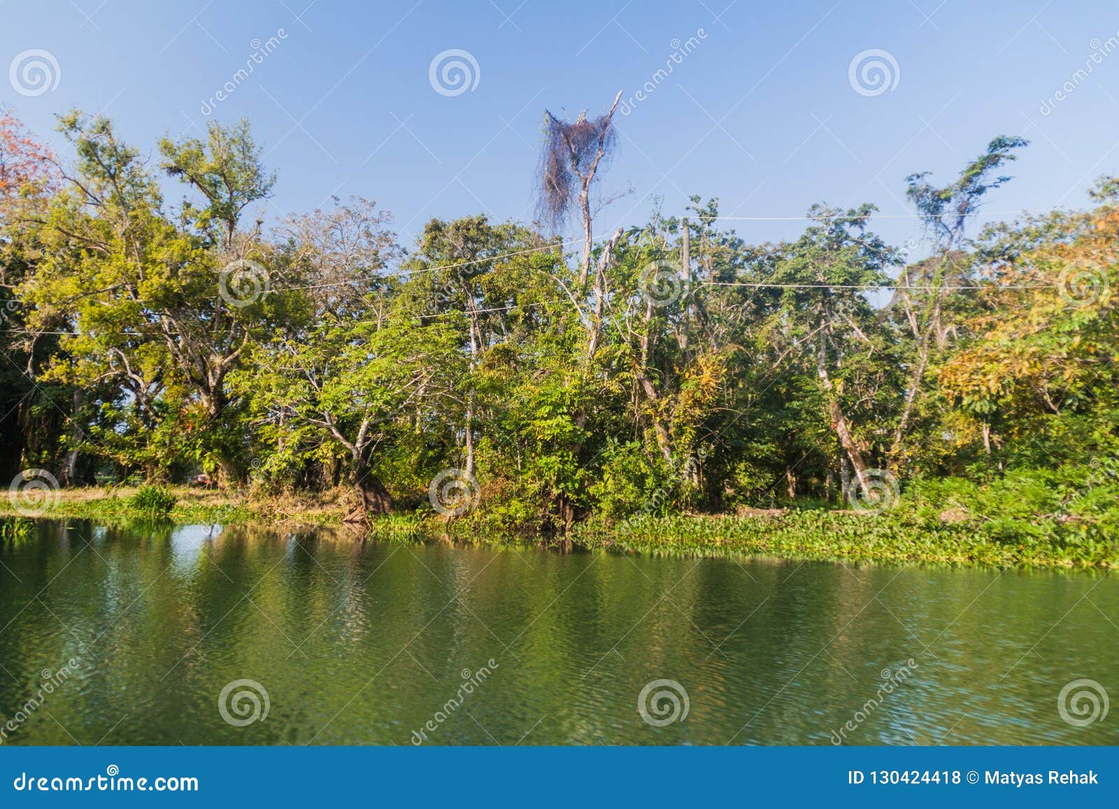 Forest Lining the Rio Dulce River, Guatema Stock Photo - Image of palm ...
