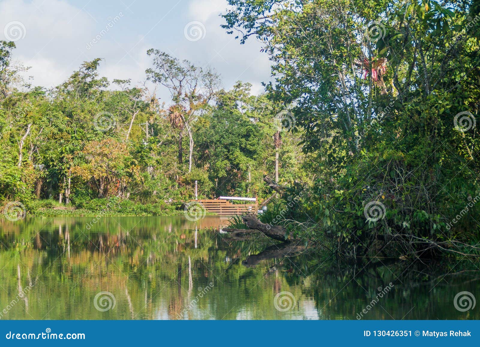 Forest Lining the Rio Dulce River, Guatema Stock Image - Image of ...
