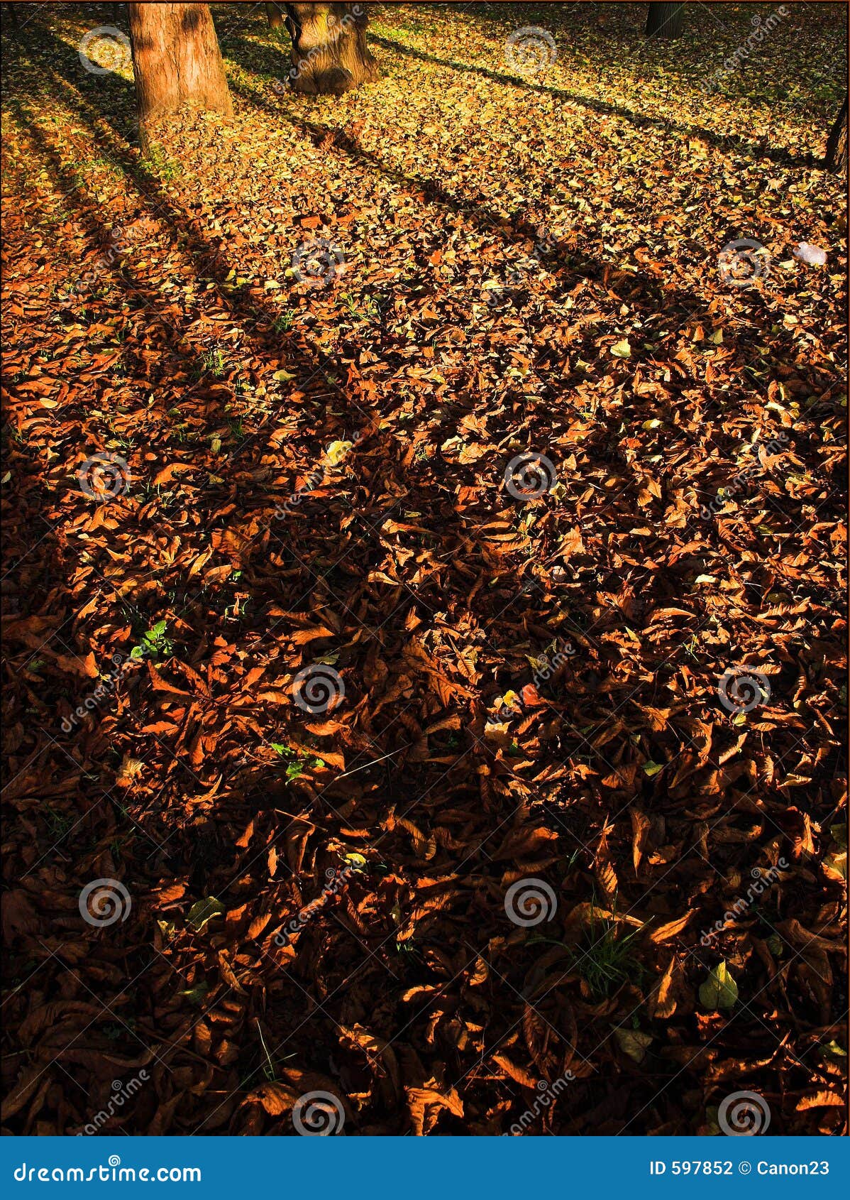 Forest litter stock photo. Image of forest, fall, nature - 597852
