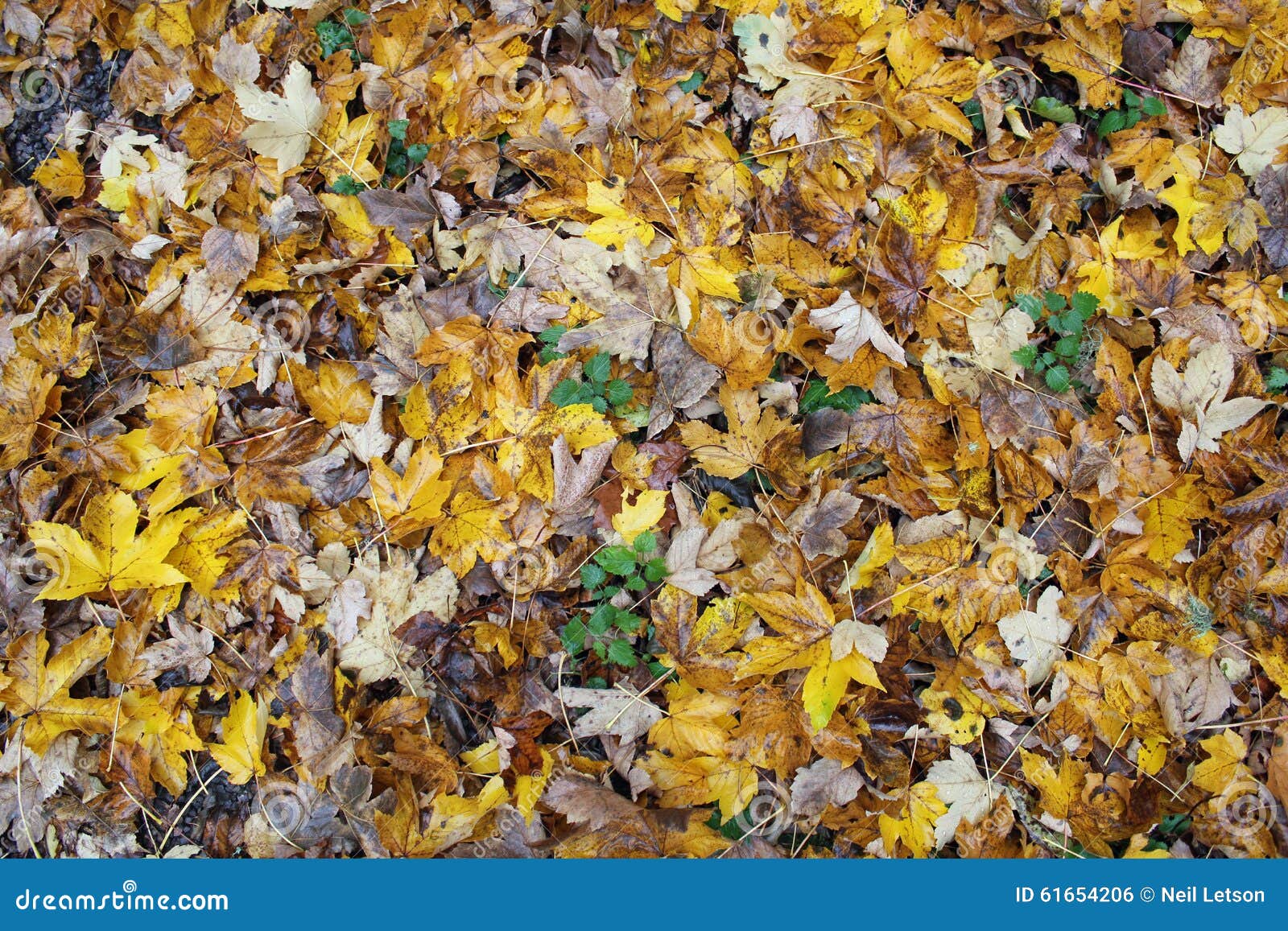 Forest Litter stock photo. Image of black, blade, fall - 61654206