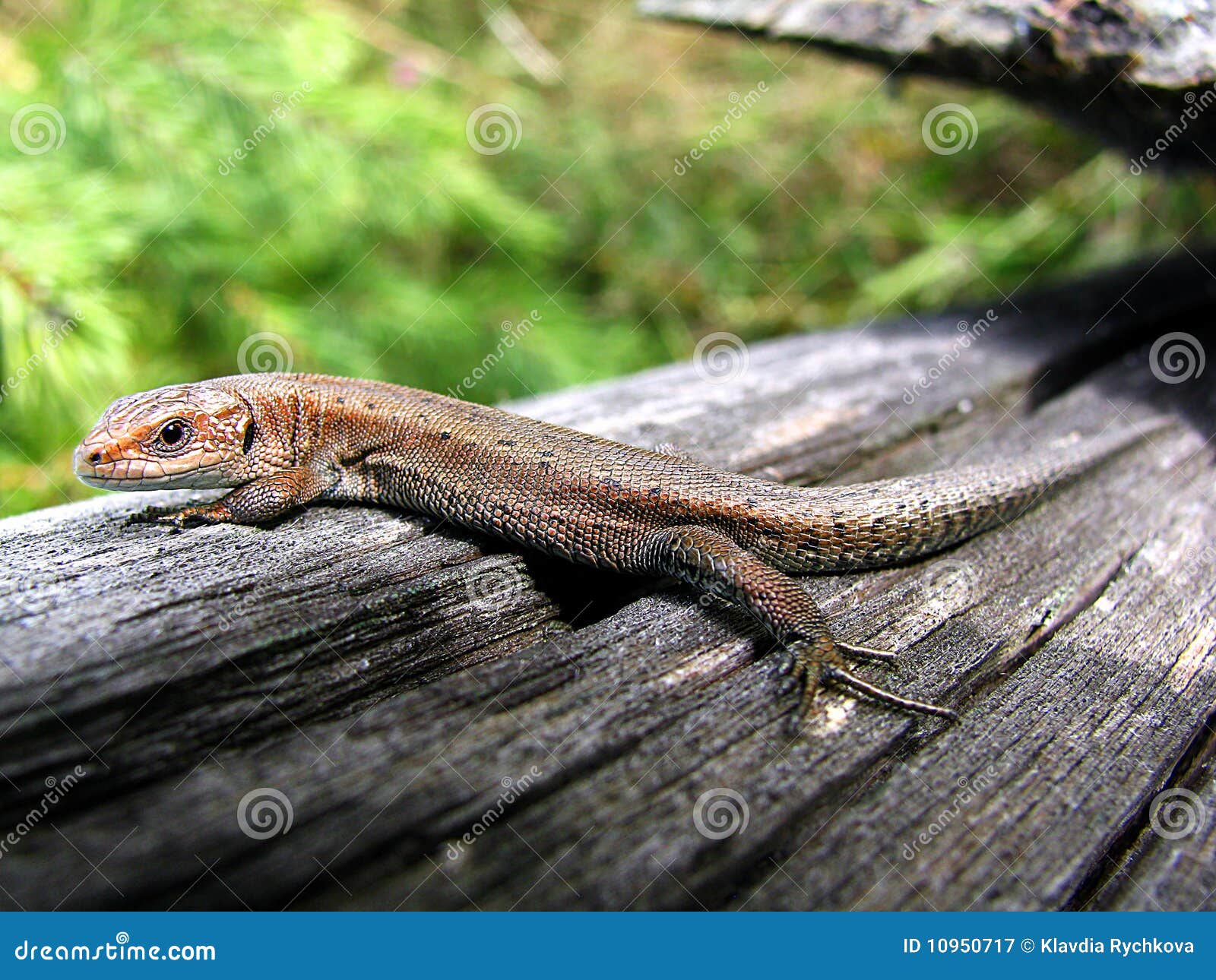 Forest Lizard stock image. Image of natural, forest, nature - 10950717