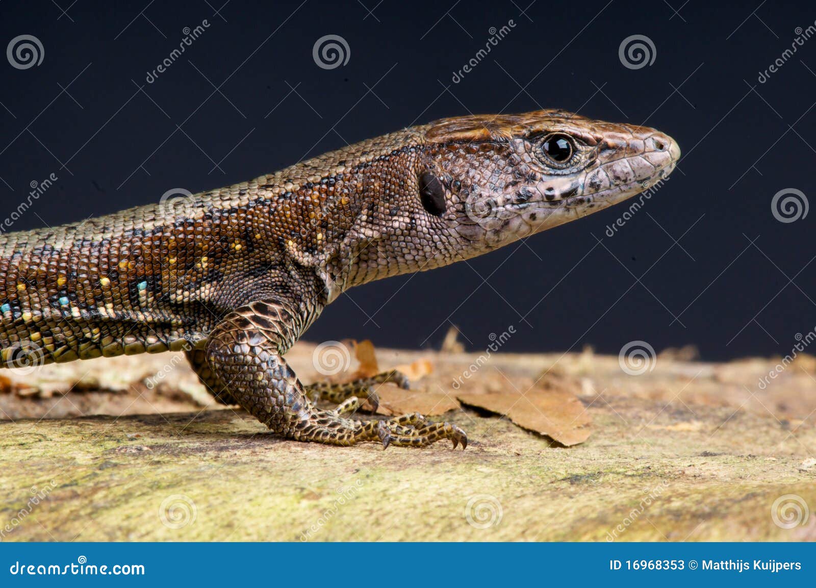 Forest Lizard stock image. Image of spotted, rwanda, jacksoni - 16968353
