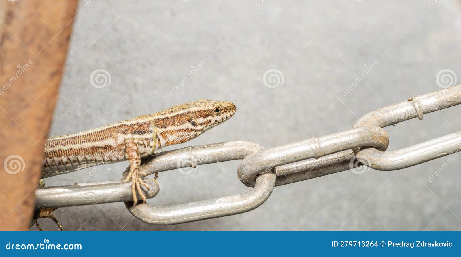 Forest lizard on a chain stock photo. Image of brown - 279713264