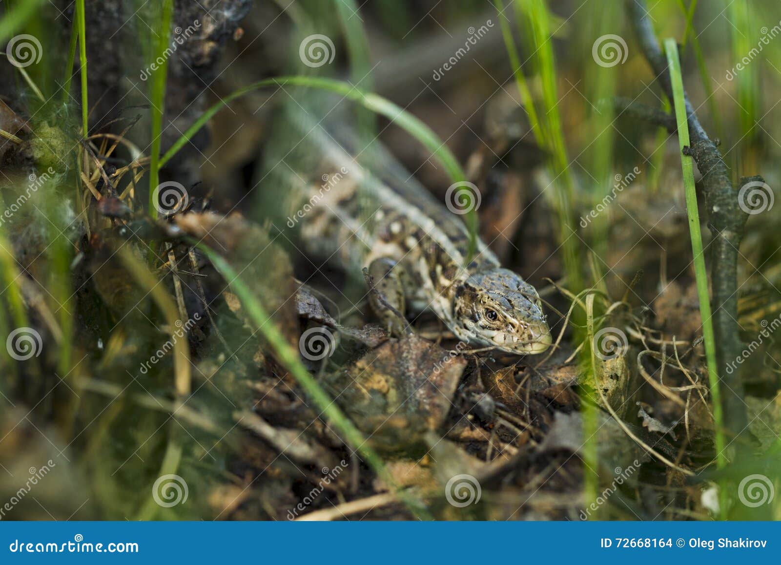 Forest Lizard Hidden in the Grass Stock Photo - Image of nature, green ...