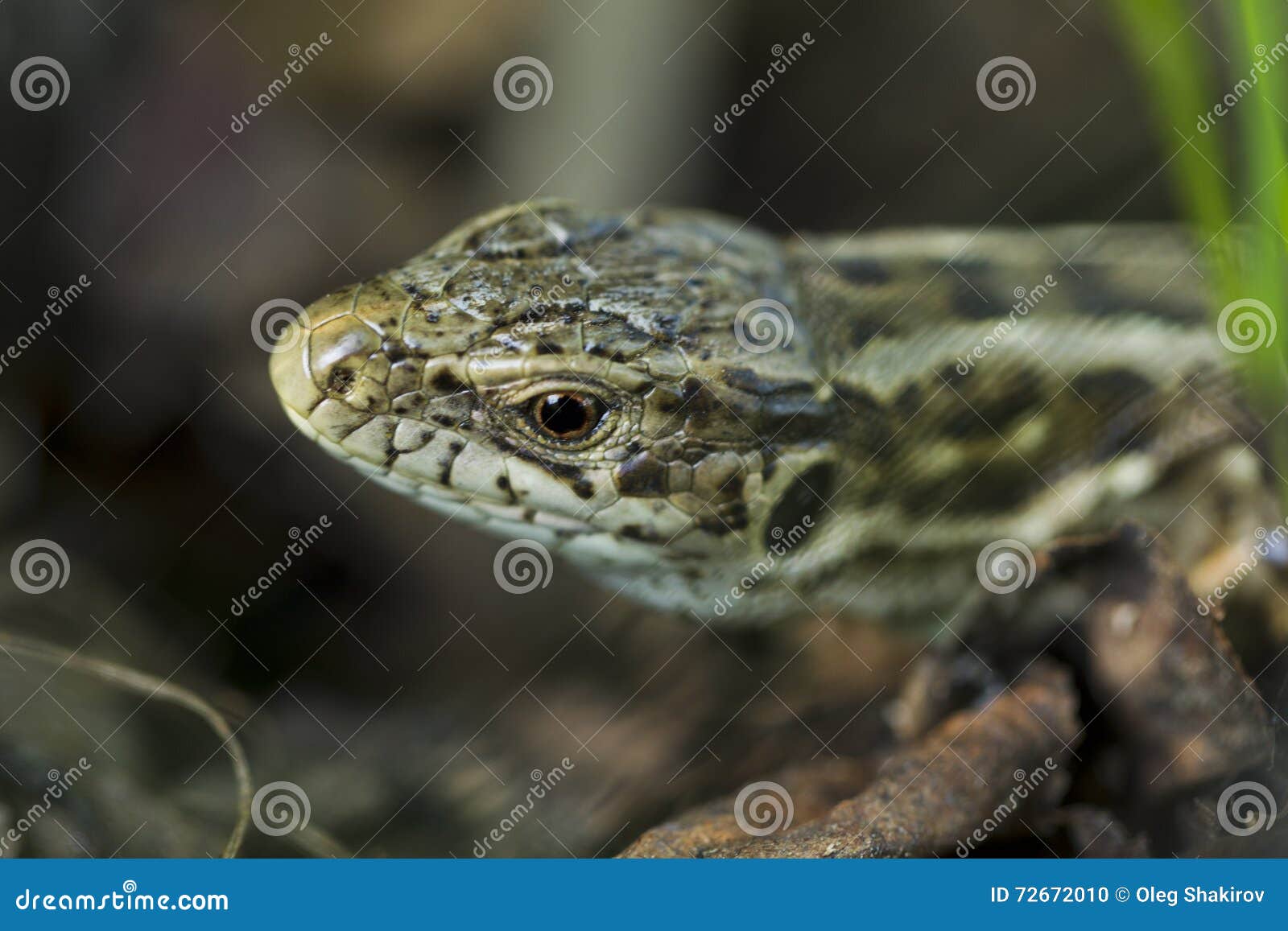 Forest Lizard Hidden in the Grass Stock Photo - Image of wildlife, cute ...