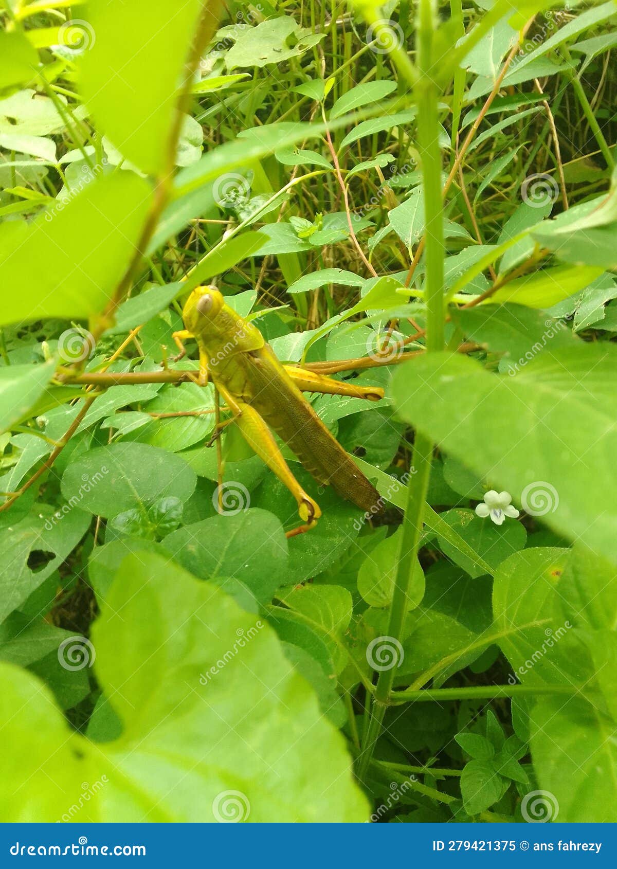 Forest locust in the bush stock image. Image of locust - 279421375