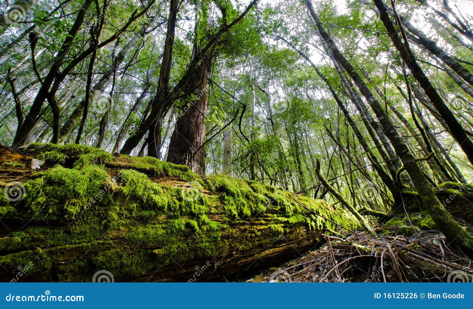 Forest Log stock photo. Image of landscape, trees, moss - 16125226