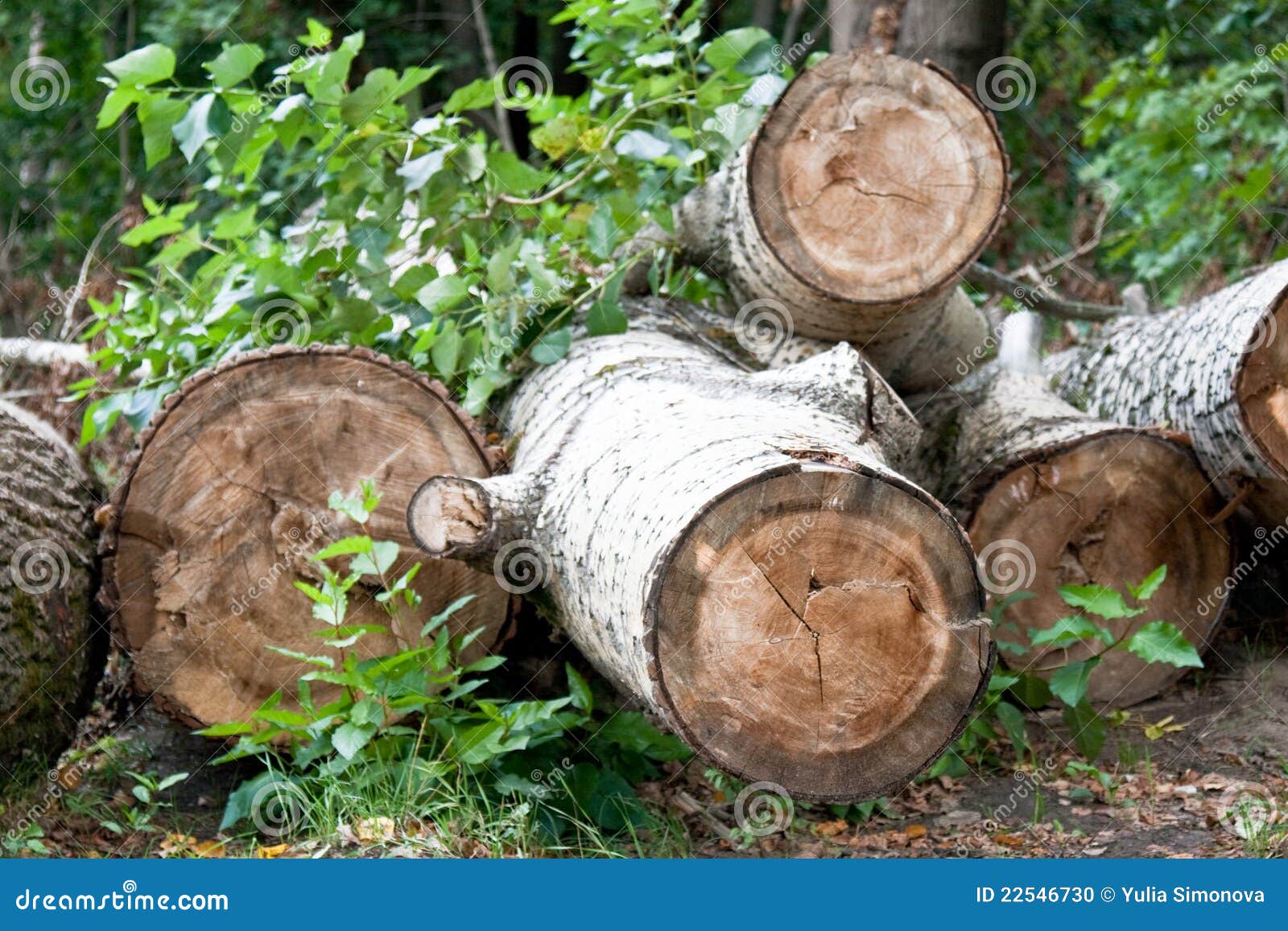 Forest logging stock photo. Image of forestry, horizontal - 22546730