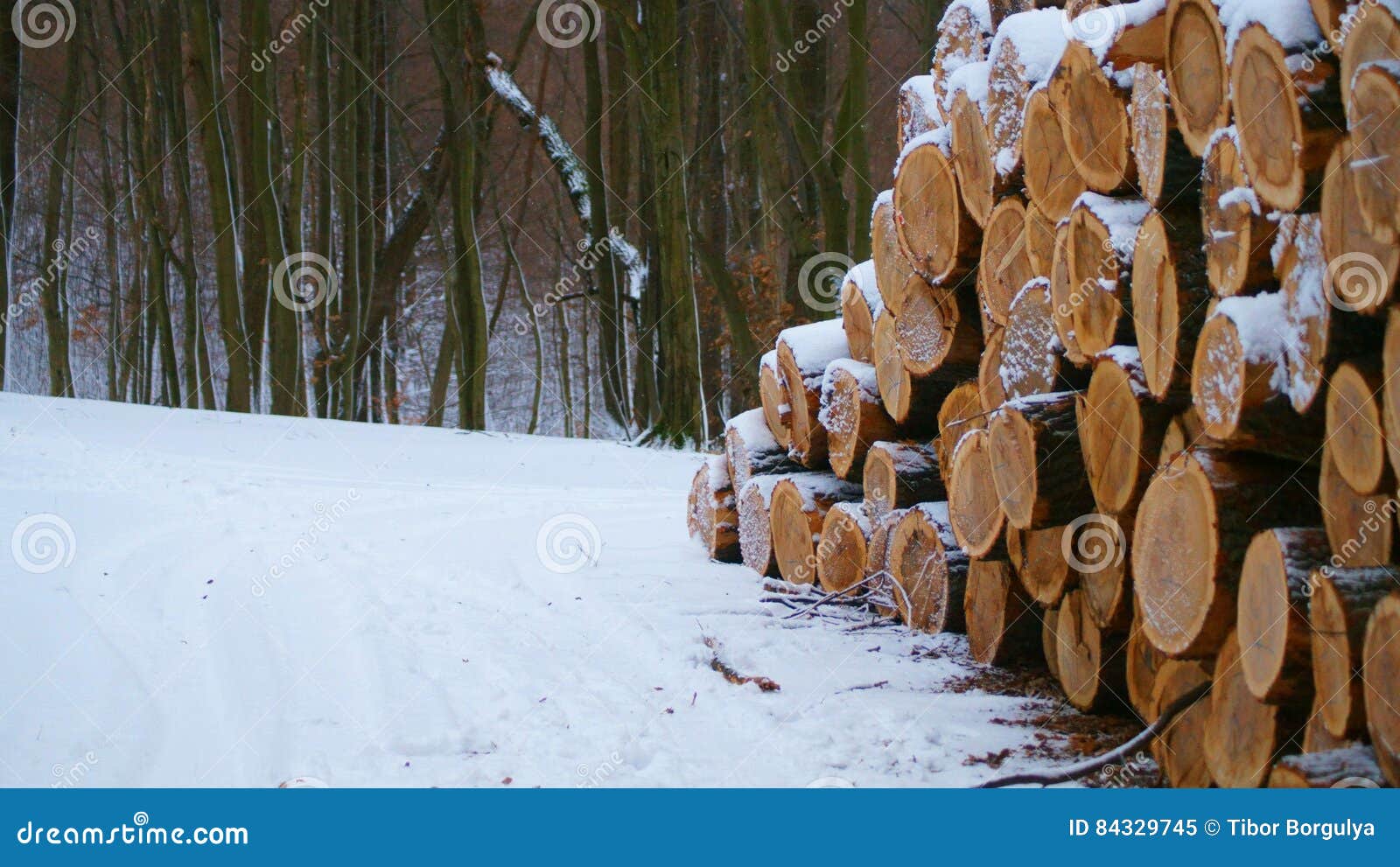 Forest logging in winter stock image. Image of mountain - 84329745