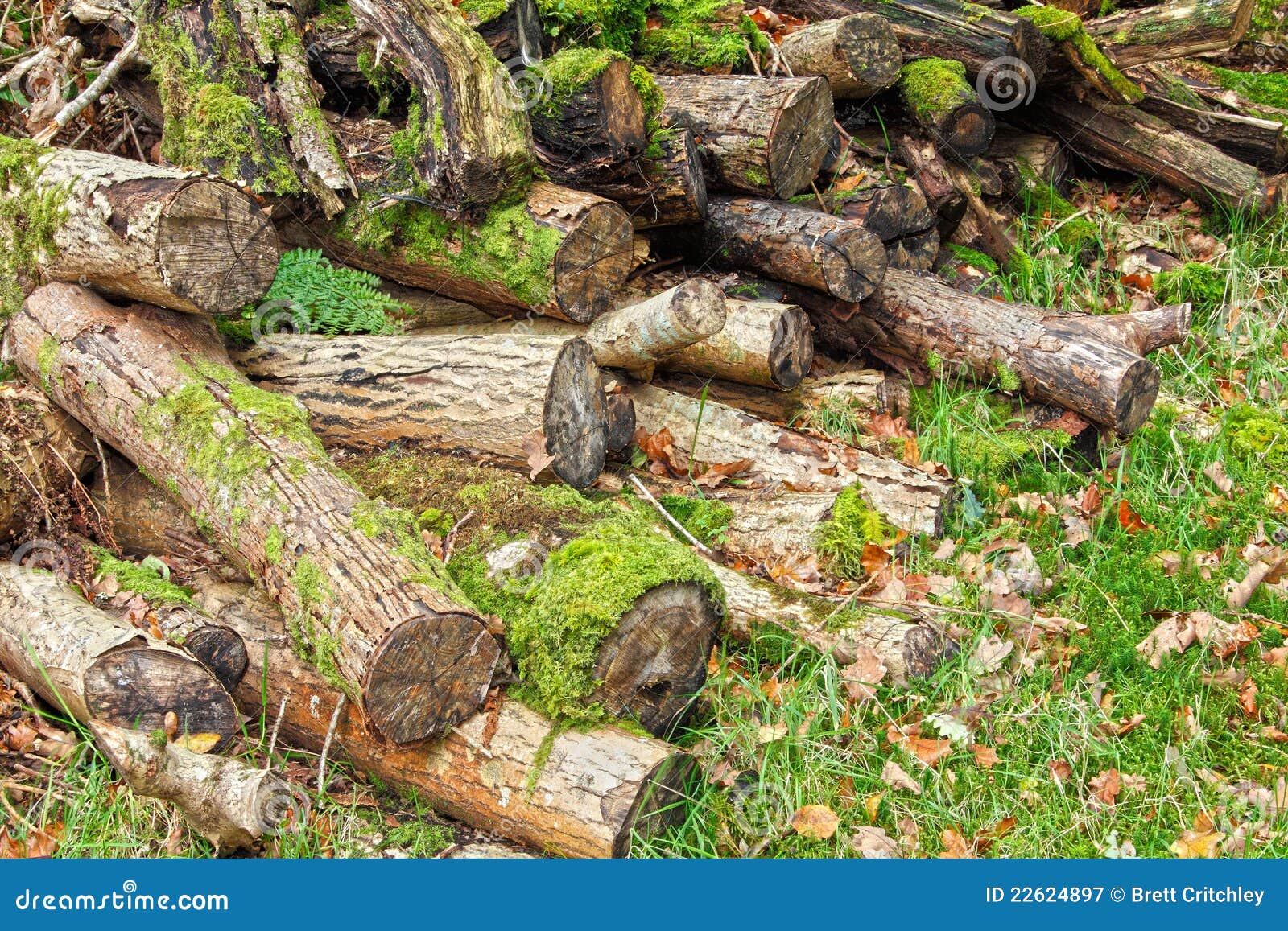 Forest logs stock image. Image of forest, timber, felled - 22624897