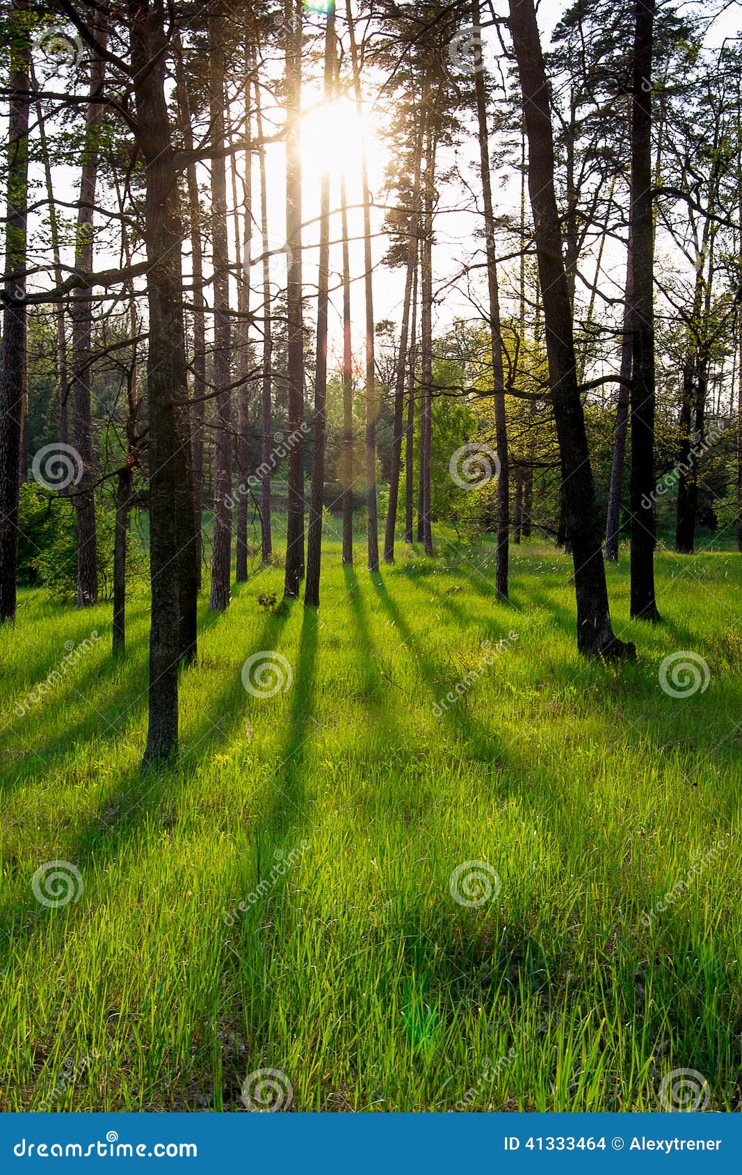Forest with Long Shadows from Setting Sun Stock Photo - Image of beauty ...