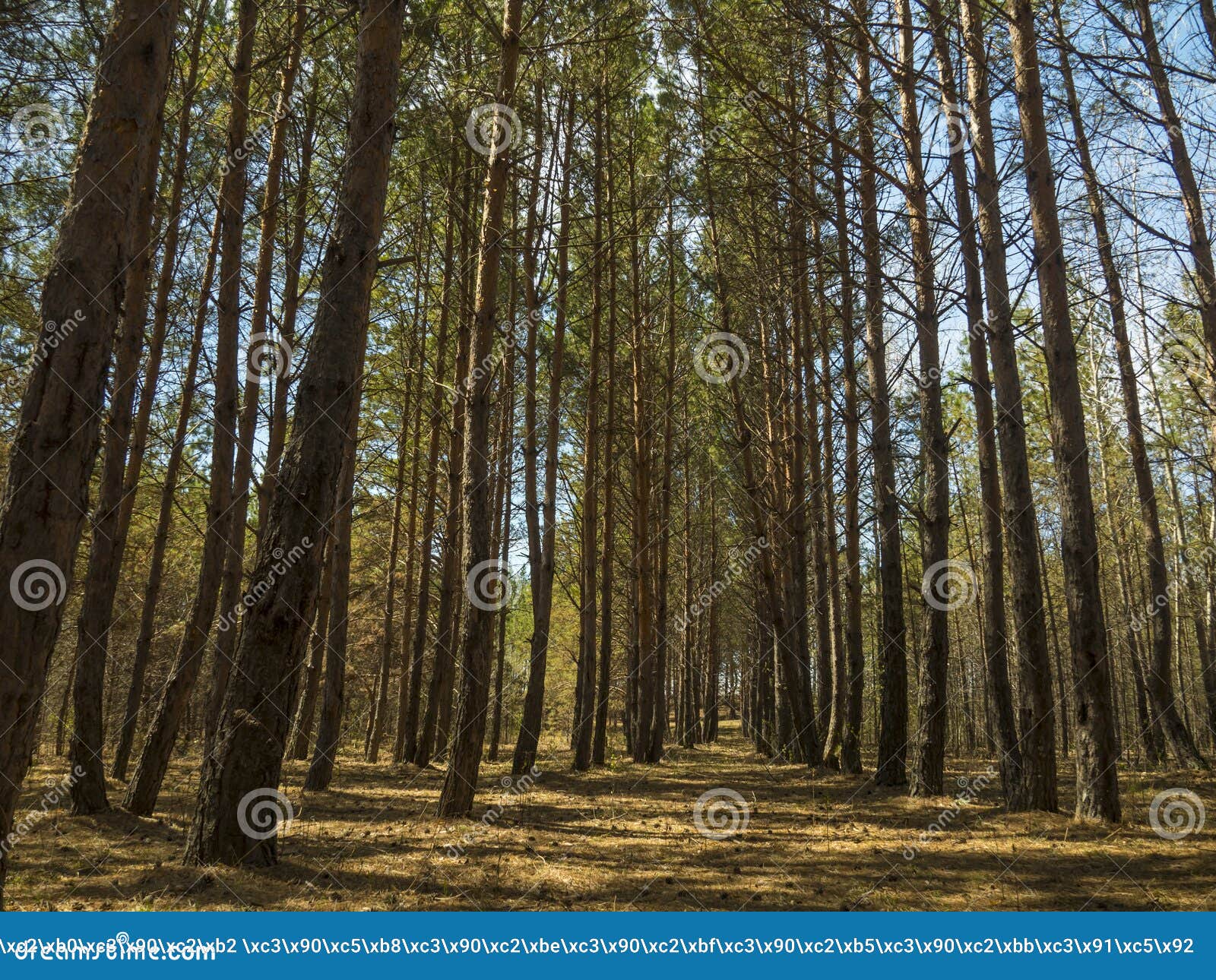 A Forest with Long Trunks of Spruce Trees, Partially Burnt from Below ...