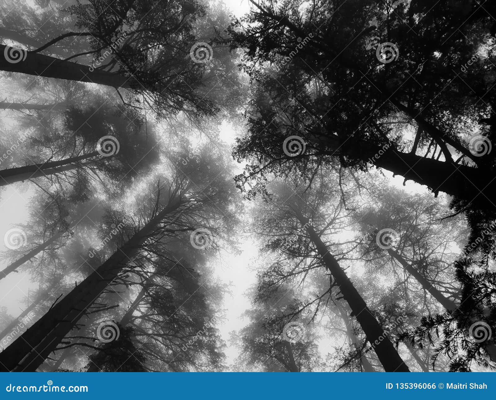 Low Angle View of the Forest Stock Photo - Image of view, blackandwhite ...