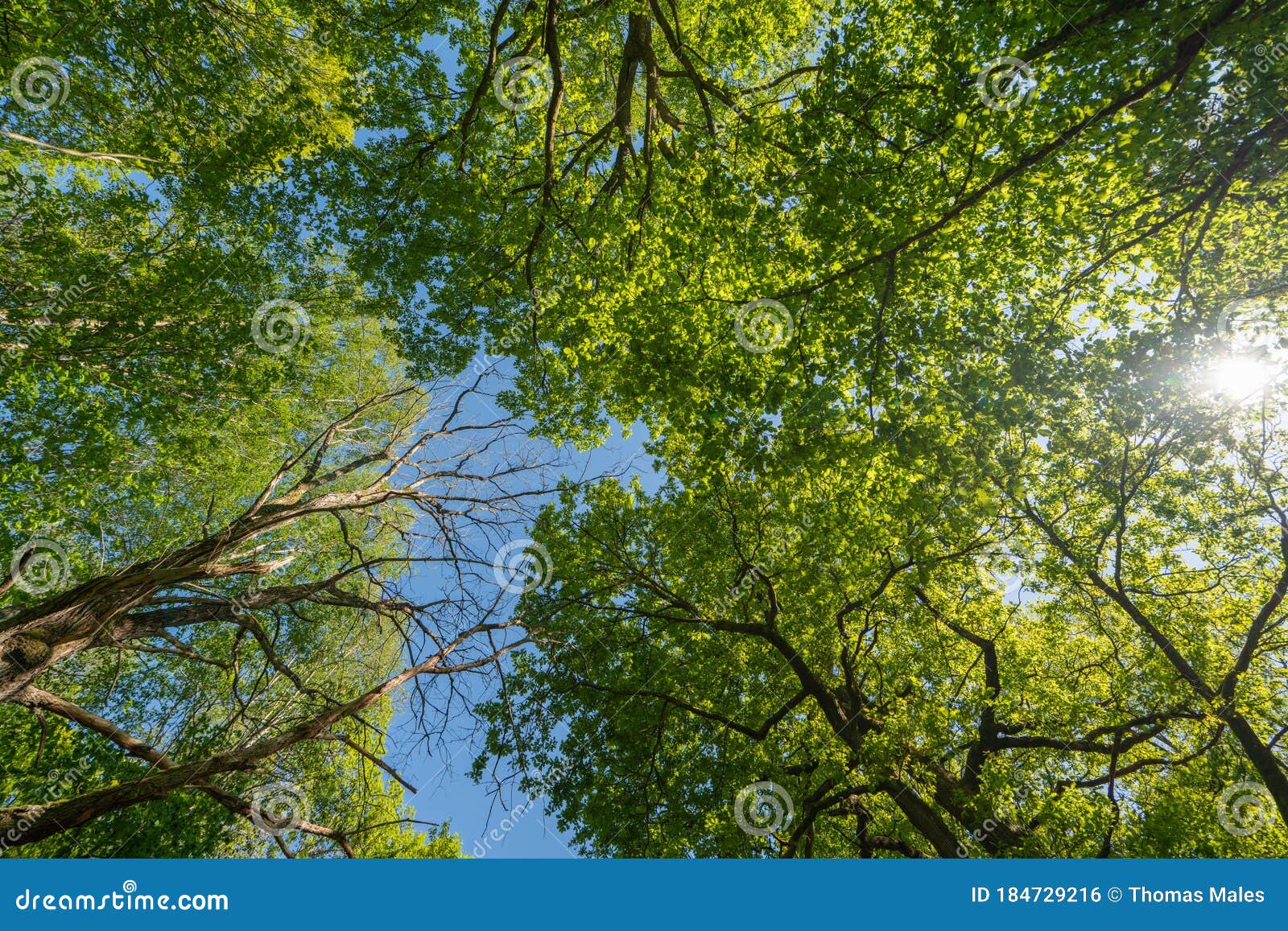 Forest looking up stock photo. Image of flora, beauty - 184729216